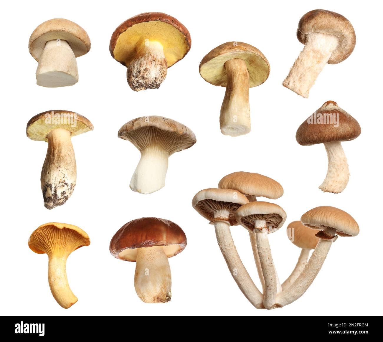 Set of different fresh mushrooms on white background Stock Photo - Alamy