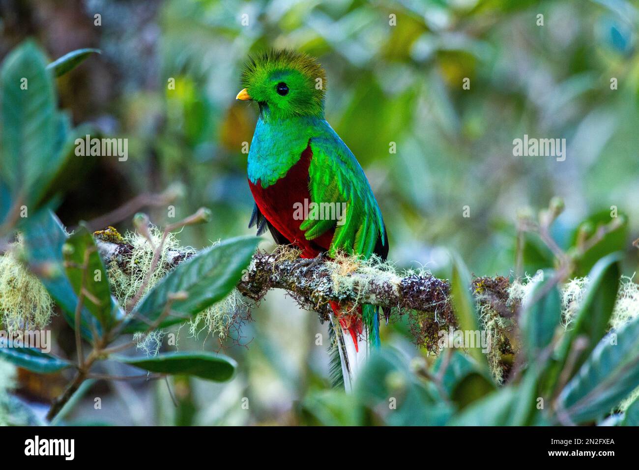 Resplendent quetzal pharomachrus mocinno bird hi-res stock photography ...