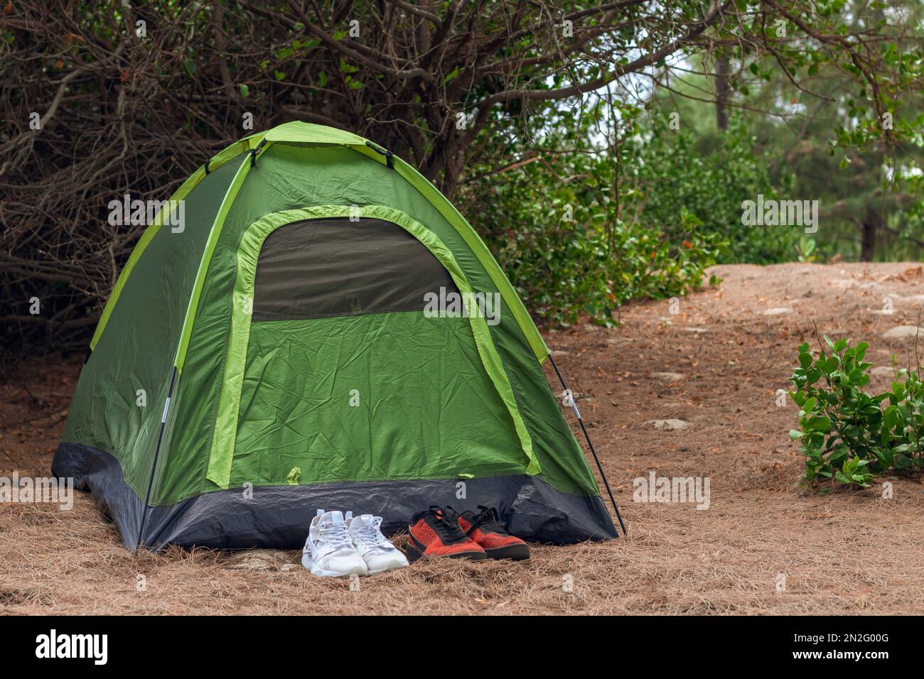 Camping tent under a tree in the forest Stock Photo - Alamy