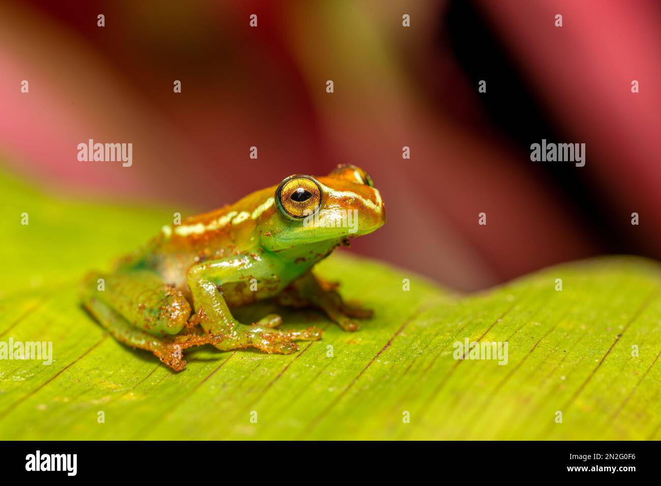 Boophis rappiodes, endemic species of frog in the family Mantellidae ...