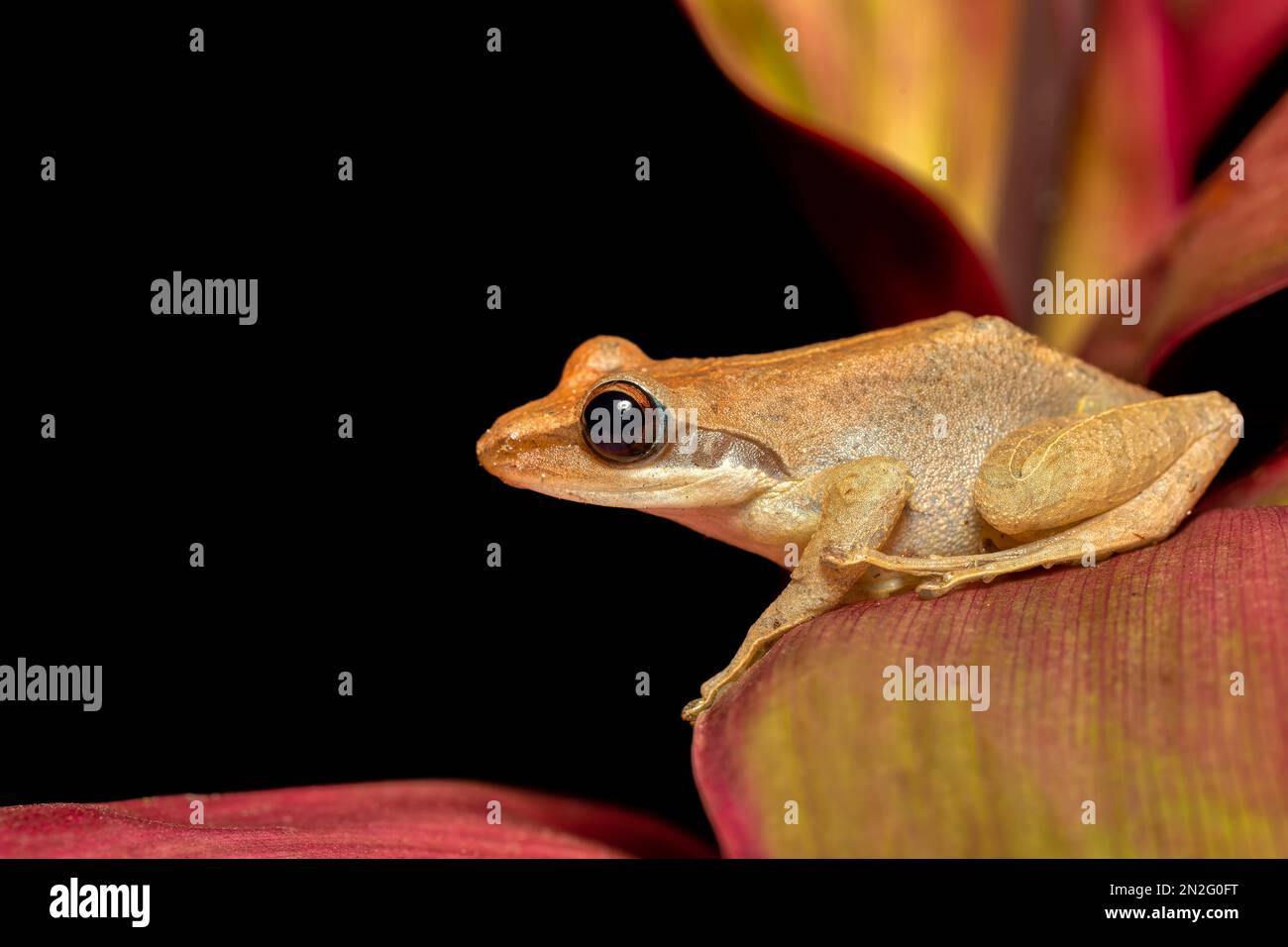 Boophis tephraeomystax, endemic species of frog in the family ...