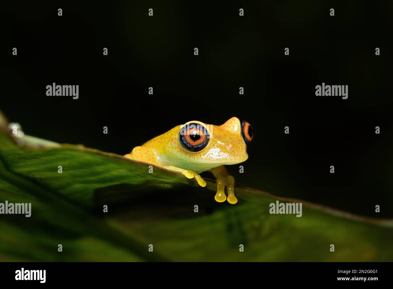 Green Bright-Eyed Frog (Boophis Viridis), species of endemic frog in ...