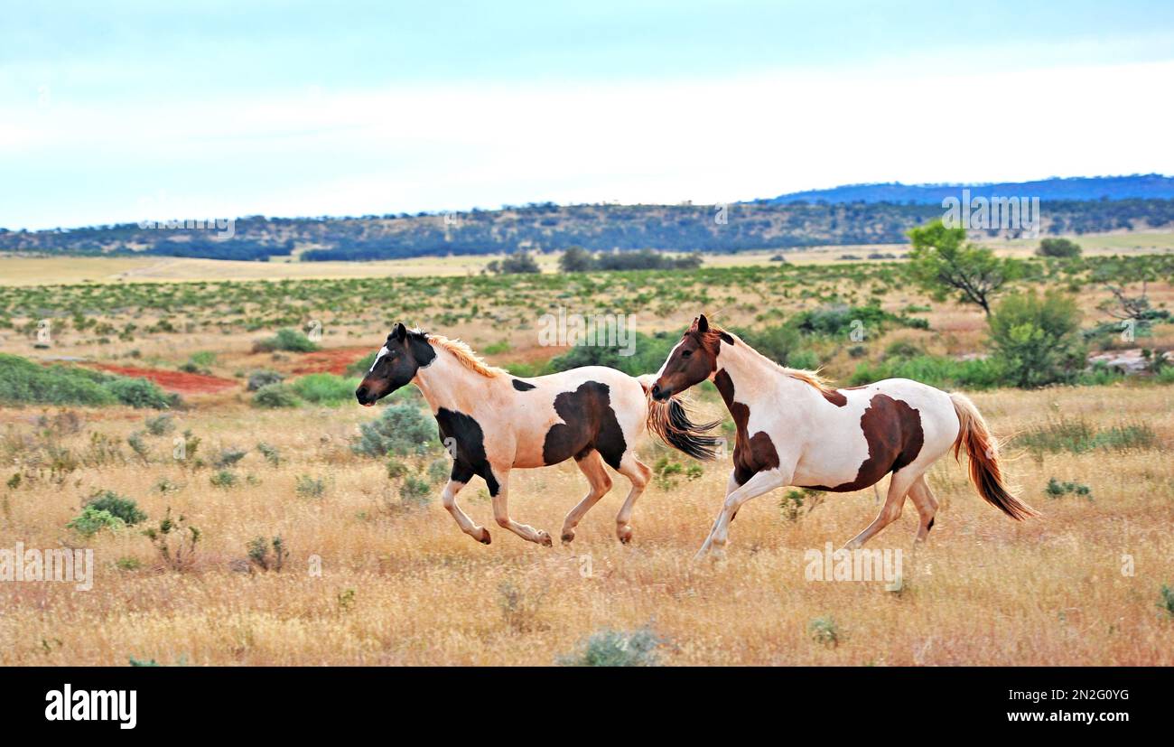 Brumbies horses australia hi-res stock photography and images - Alamy