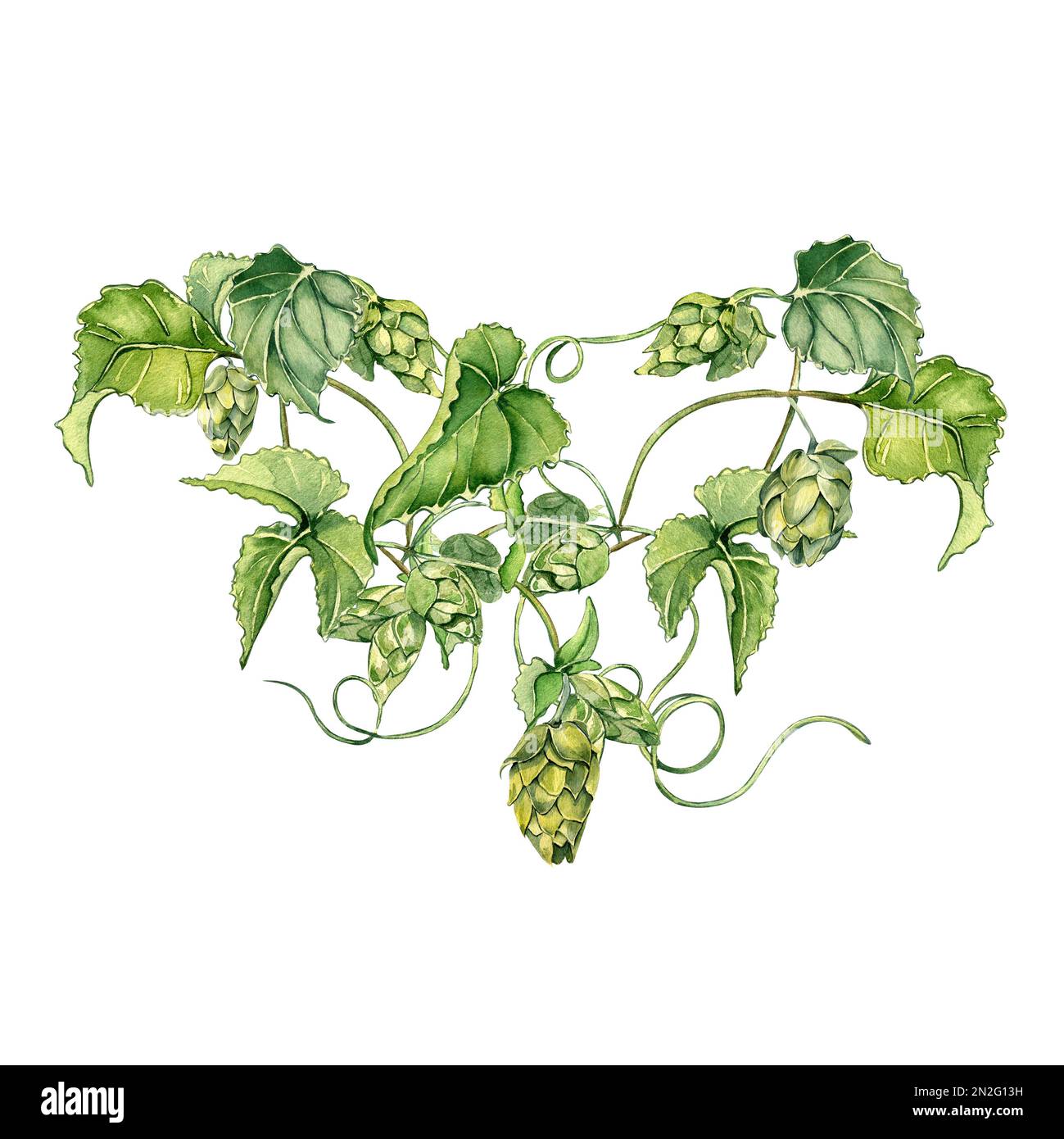 Hop Vine Illustration