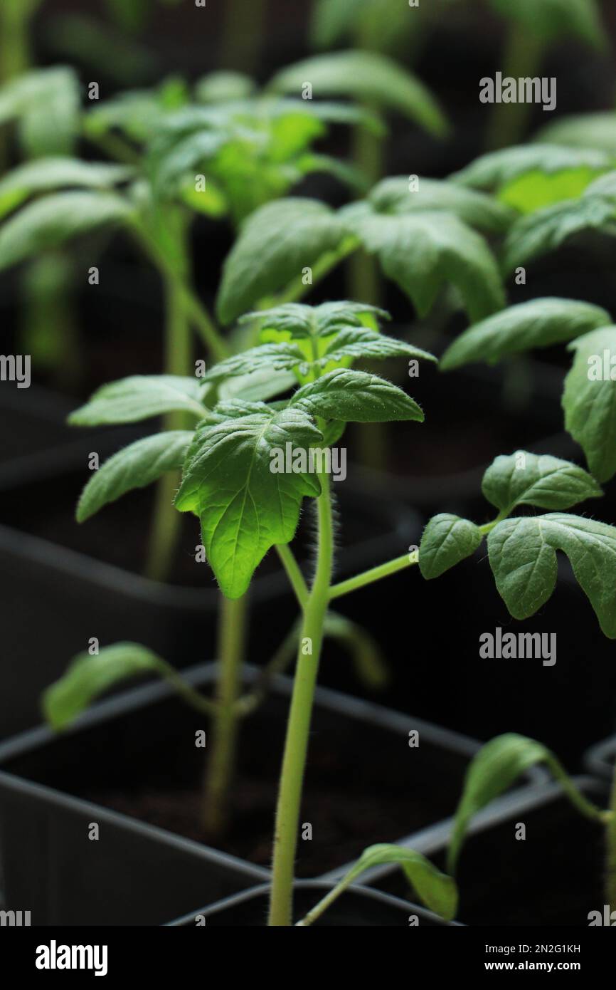 Fresh Green tomato leaves. Leaves tomato. Agriculture. Tomato yellow ...