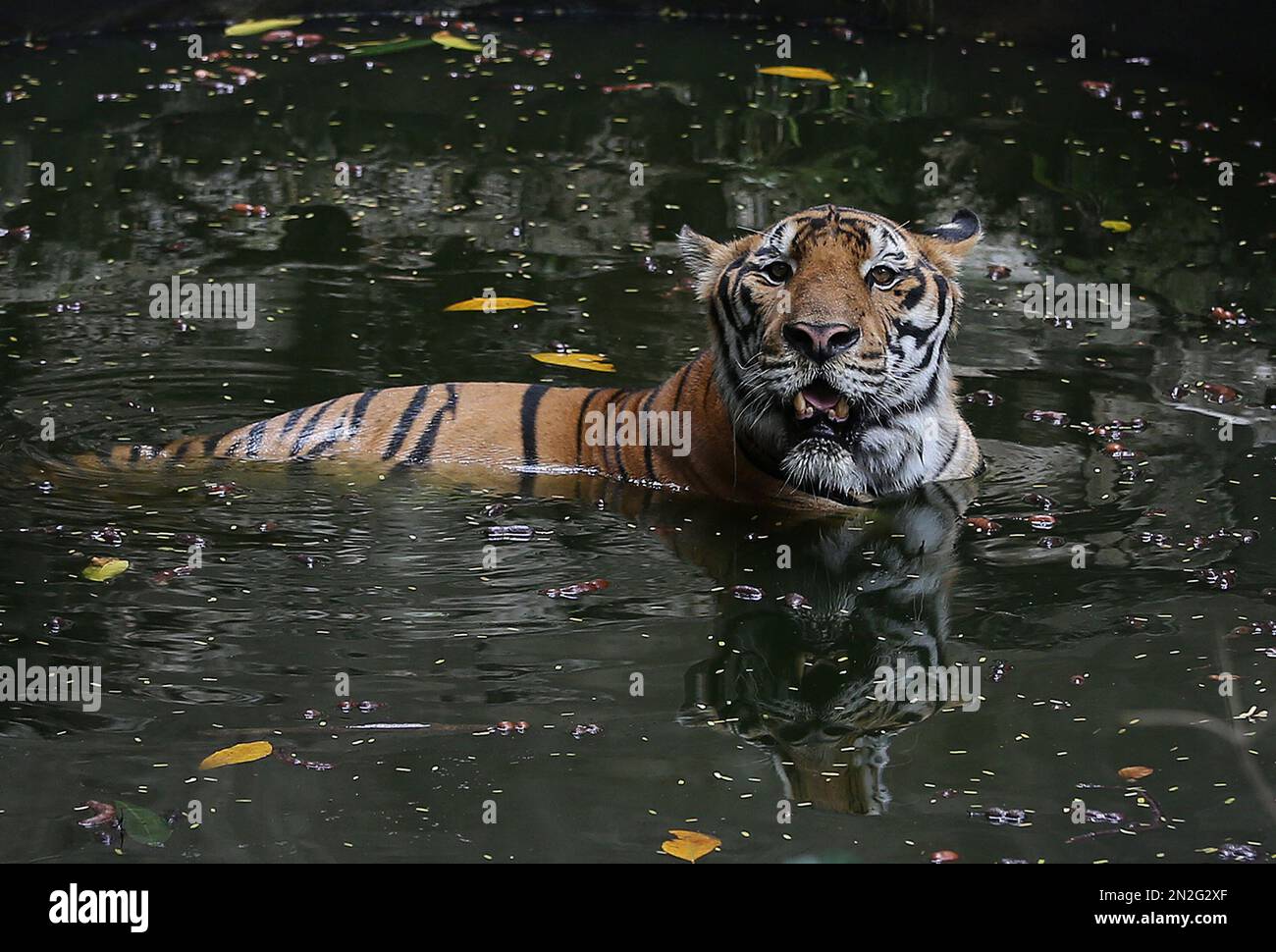 A tiger takes a dip at Manila Zoo, Philippines on Sunday, April 19 ...