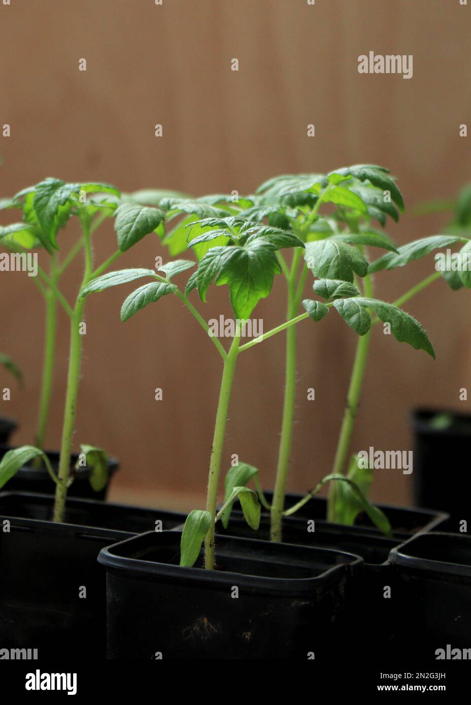 Fresh Green tomato leaves. Leaves tomato. Agriculture. Tomato yellow ...