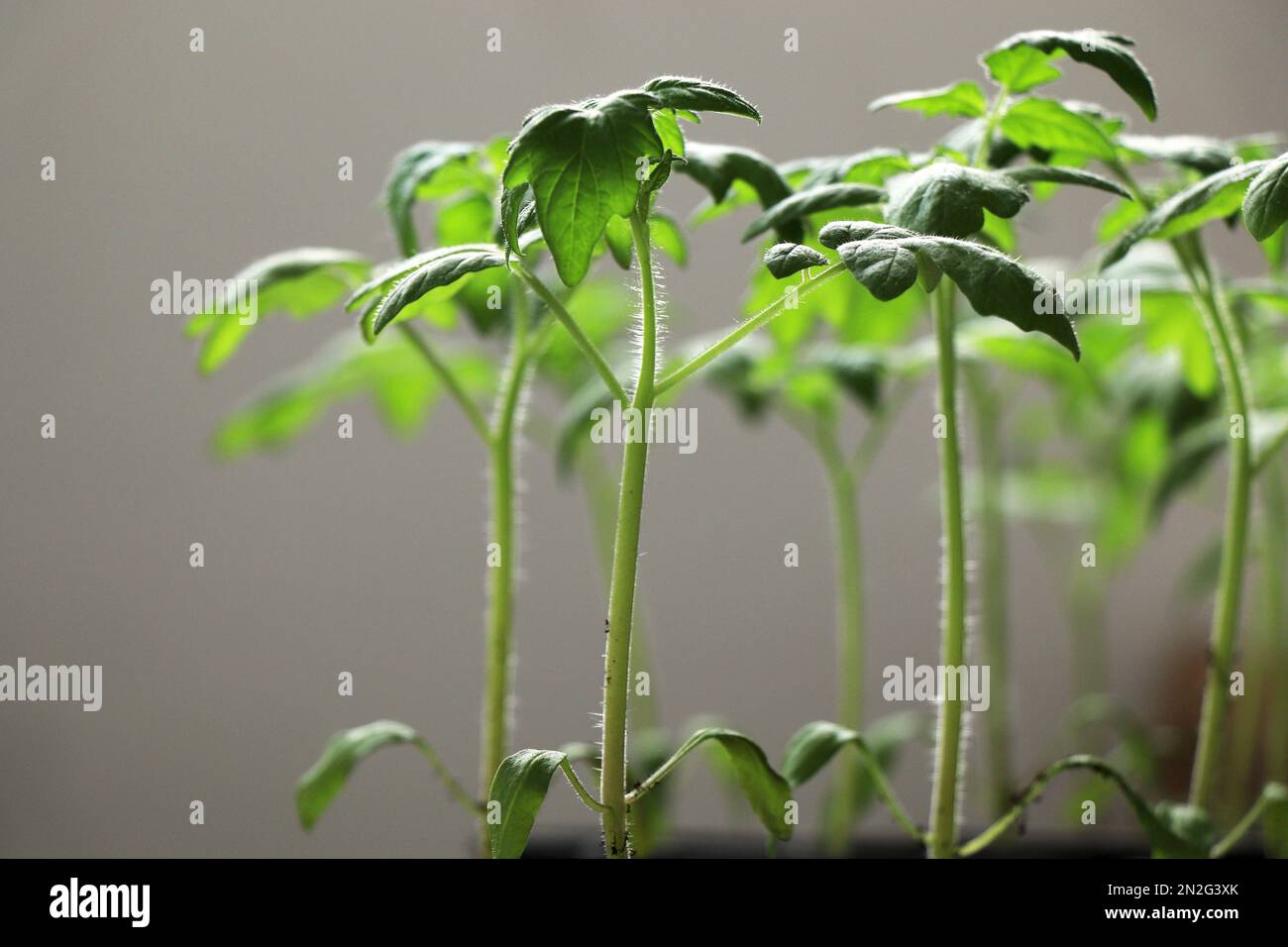 Fresh Green tomato leaves. Leaves tomato. Agriculture. Tomato yellow ...