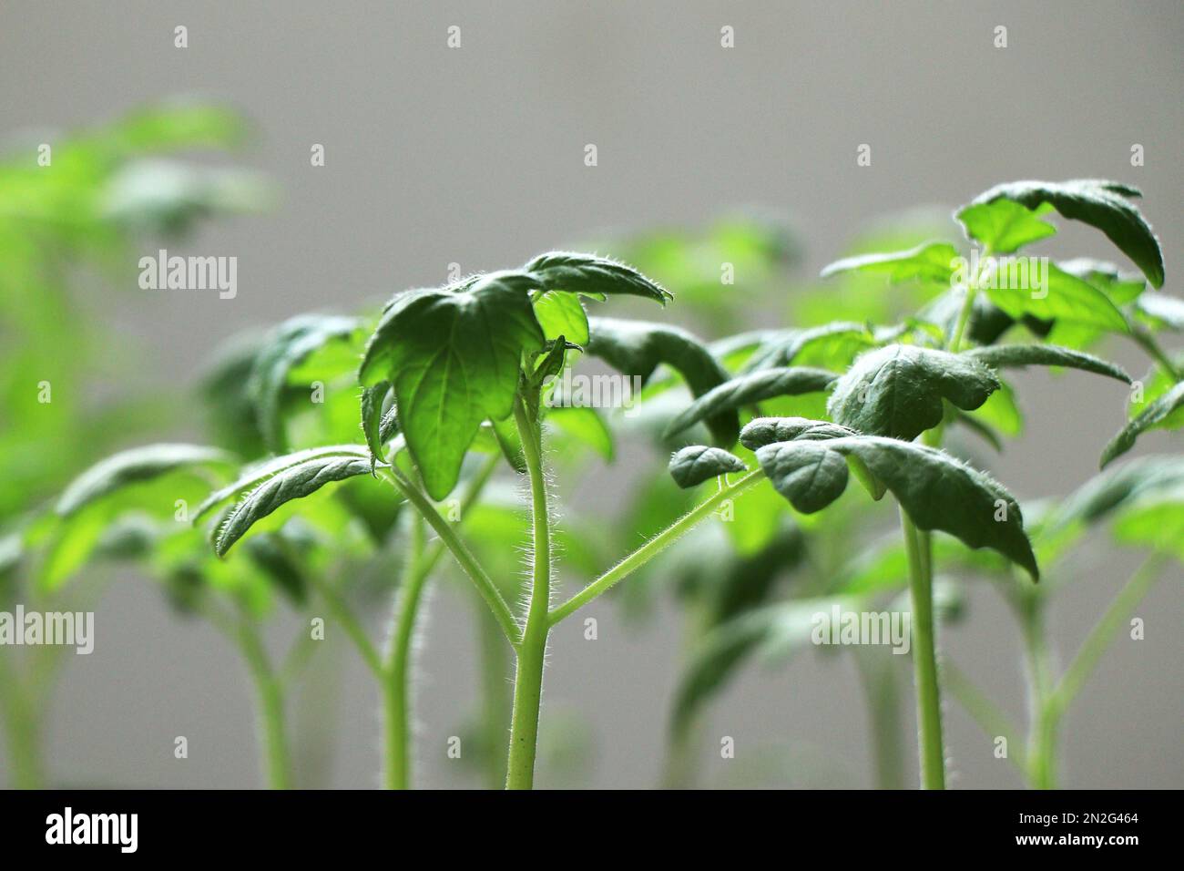 Fresh Green tomato leaves. Leaves tomato. Agriculture. Tomato yellow ...