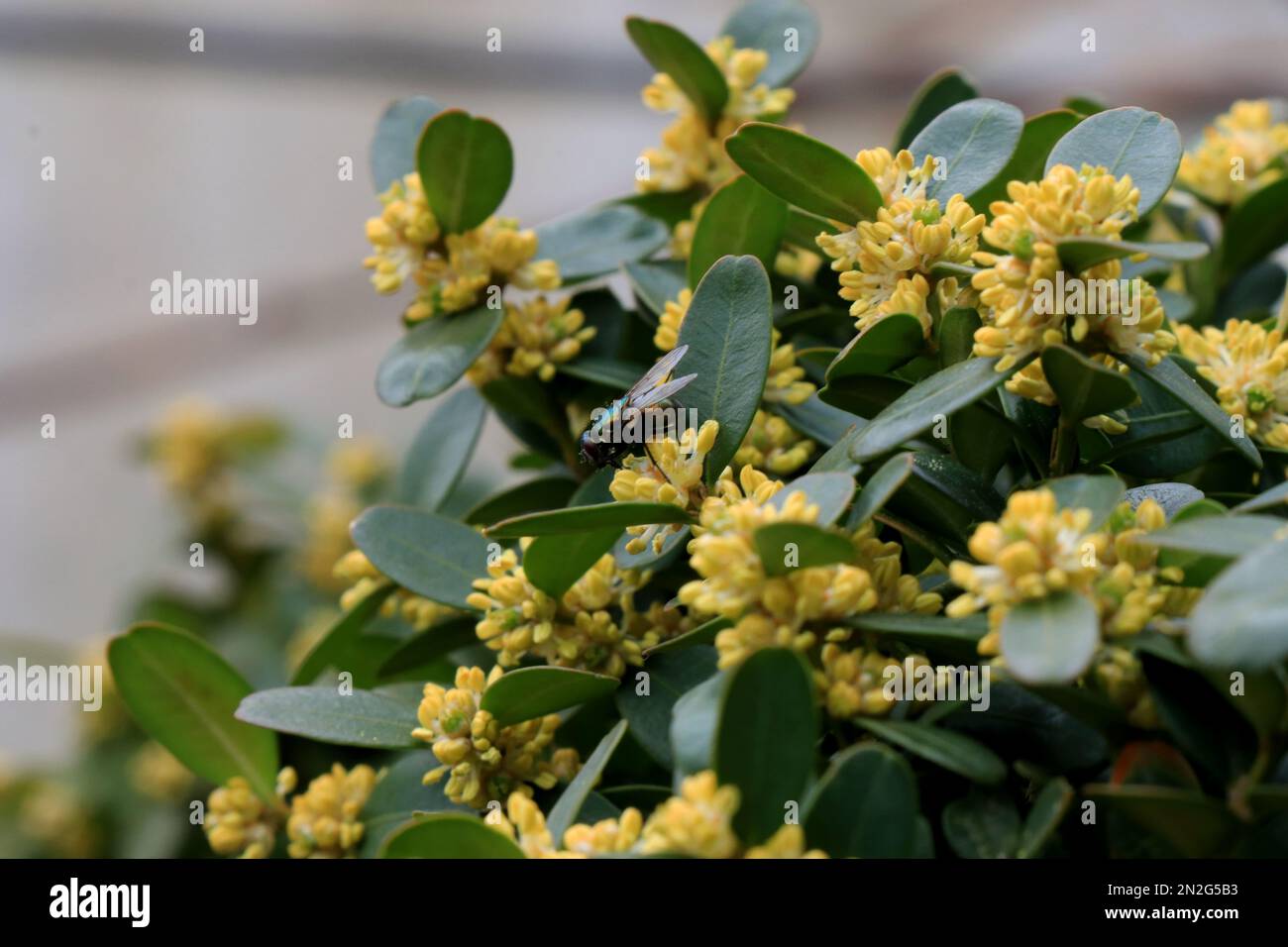 Buxus sempervirens fresh green hi-res stock photography and images - Alamy