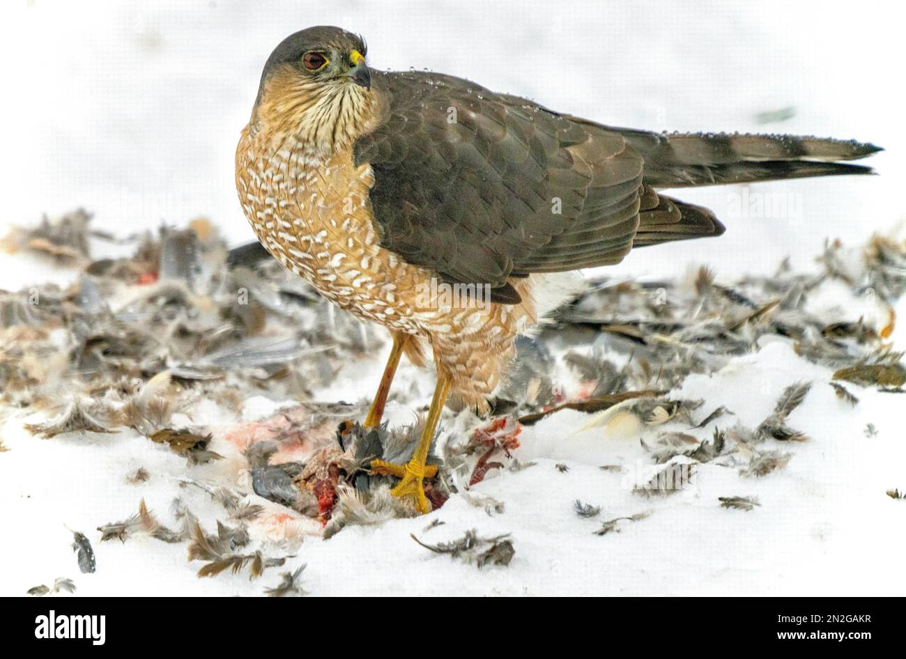 The sharp-shinned hawk (Accipiter striatus) with its prey Stock Photo ...