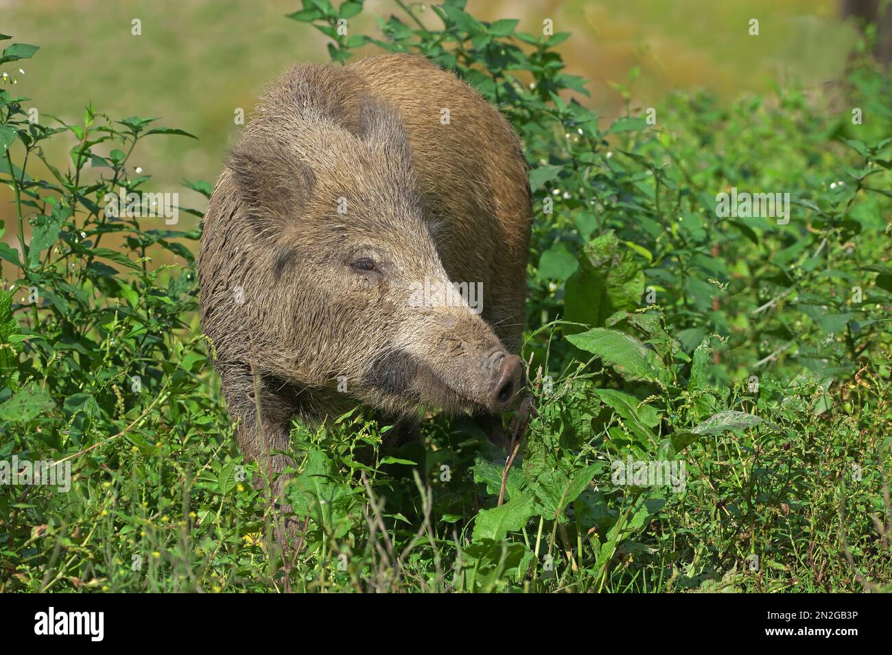 Wild sow in her sencond year. Sus scrofa Süddeutschland Stock Photo - Alamy