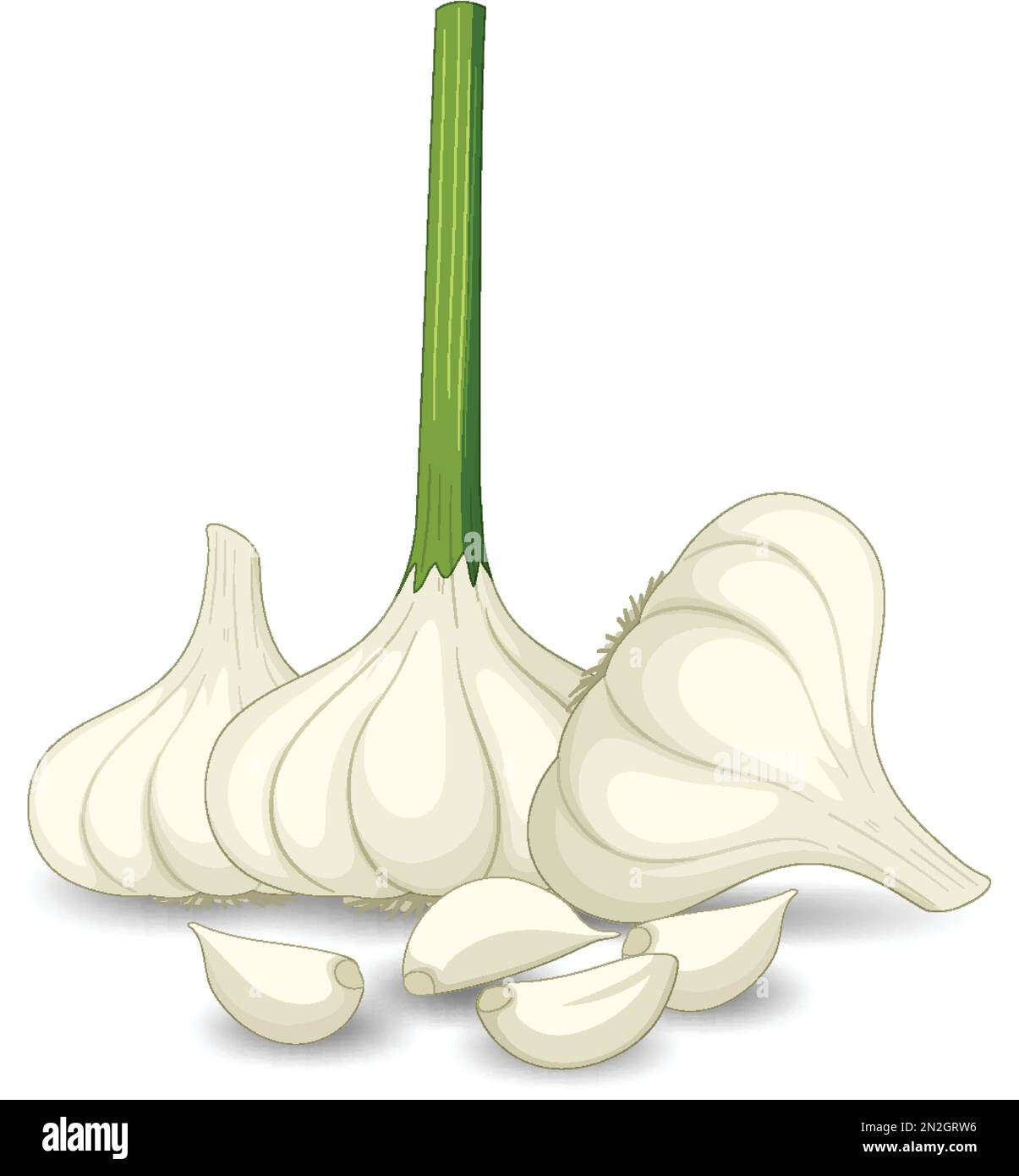 Garlic clove on kitchen Stock Vector Images - Alamy