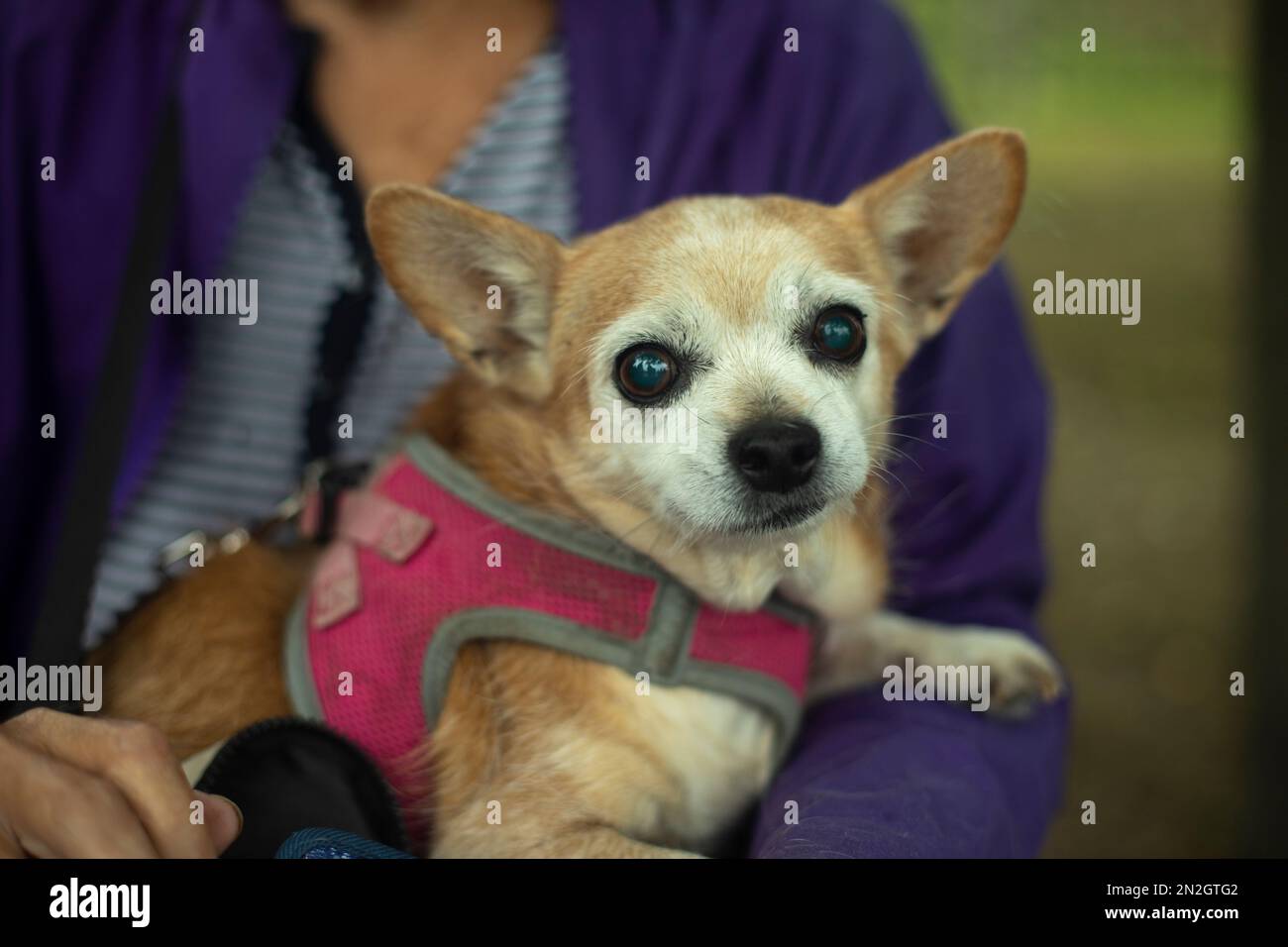 Small breed of dog. Dog on hand. Adult animal. Pet with collar Stock ...