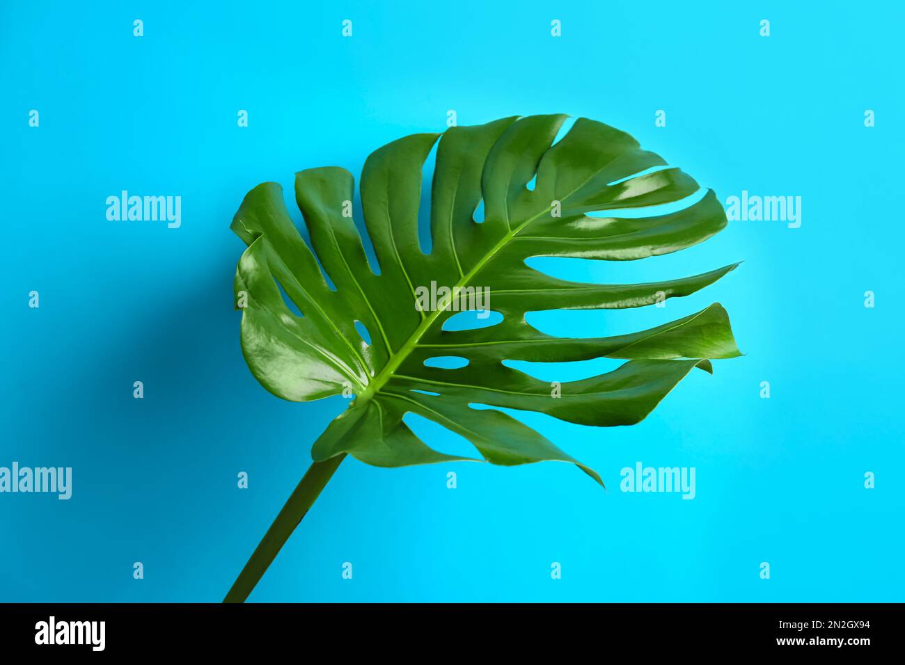 Beautiful monstera leaf on light blue background. Tropical plant Stock ...