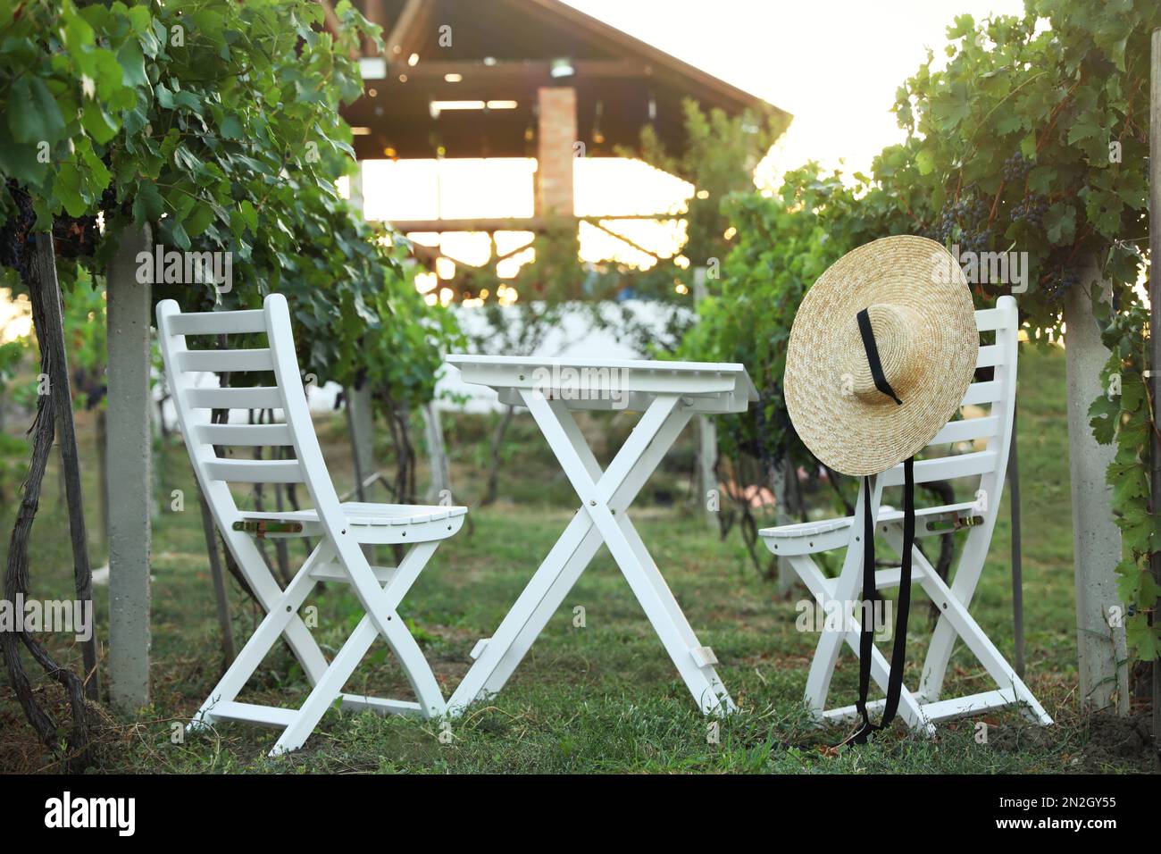 White table and chairs in vineyard with ripe grapes Stock Photo - Alamy