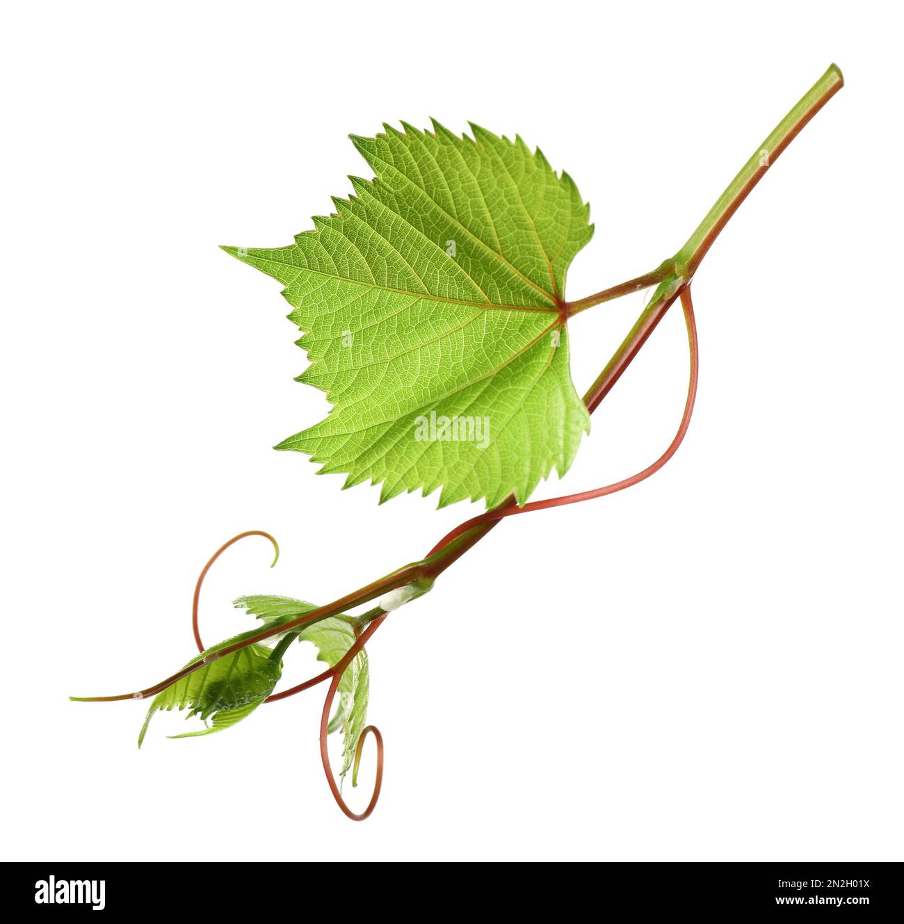 Lush grapevine leaves hi-res stock photography and images - Alamy