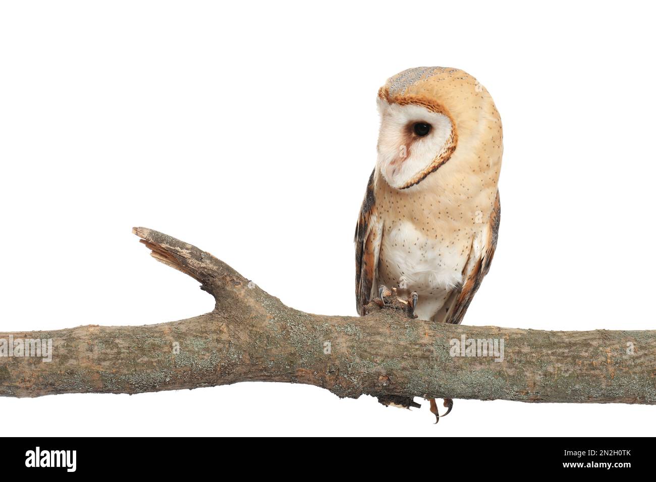 Classic barn background Cut Out Stock Images & Pictures - Alamy