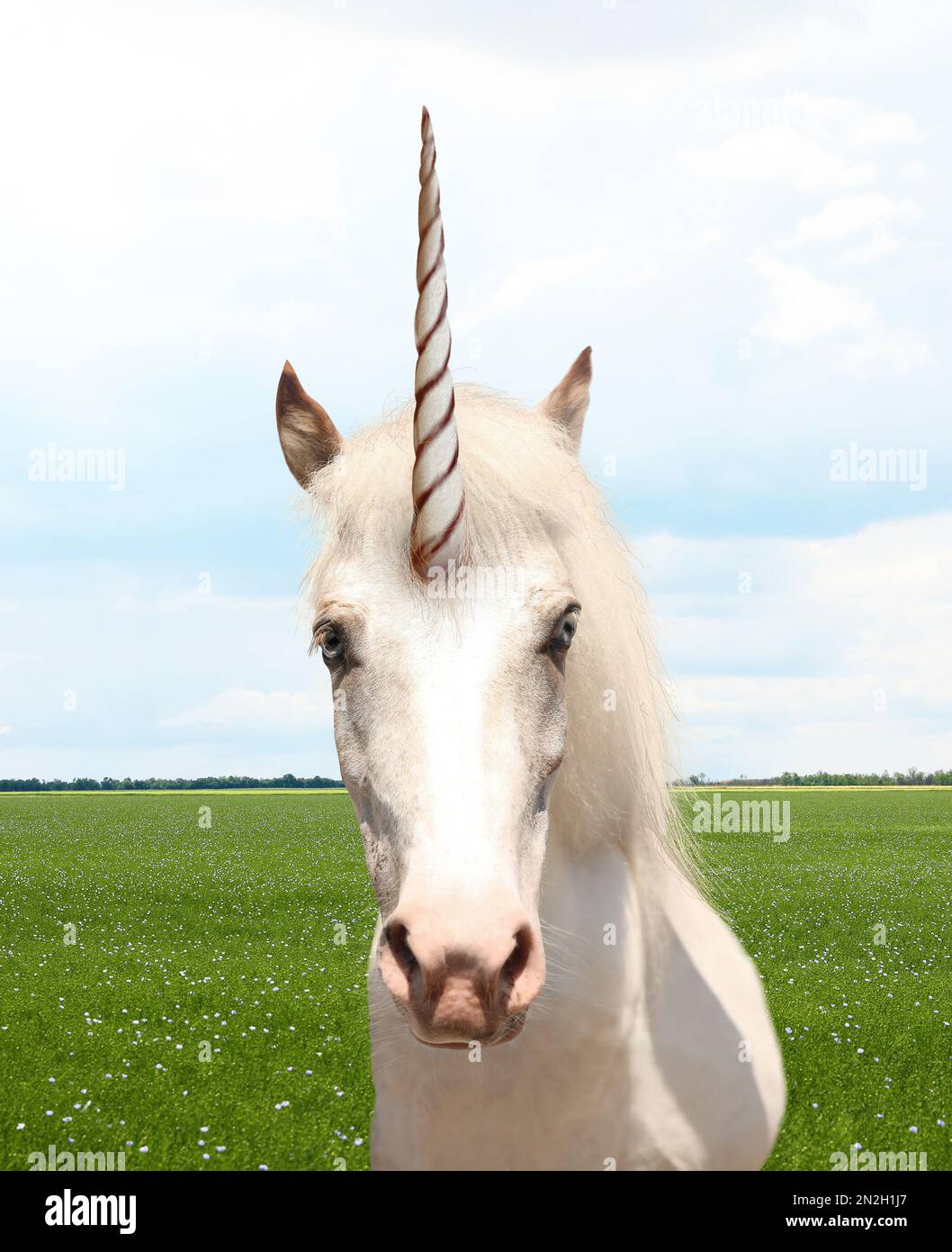 Amazing unicorn with beautiful mane in field Stock Photo - Alamy