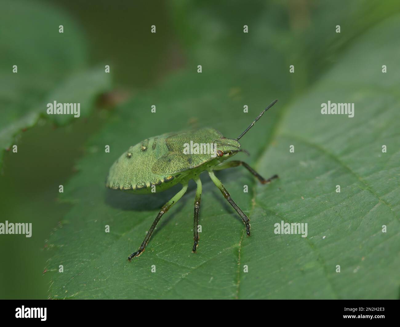 Detailed closeup on a nymph instar of the Green shieldbug, Palomena ...