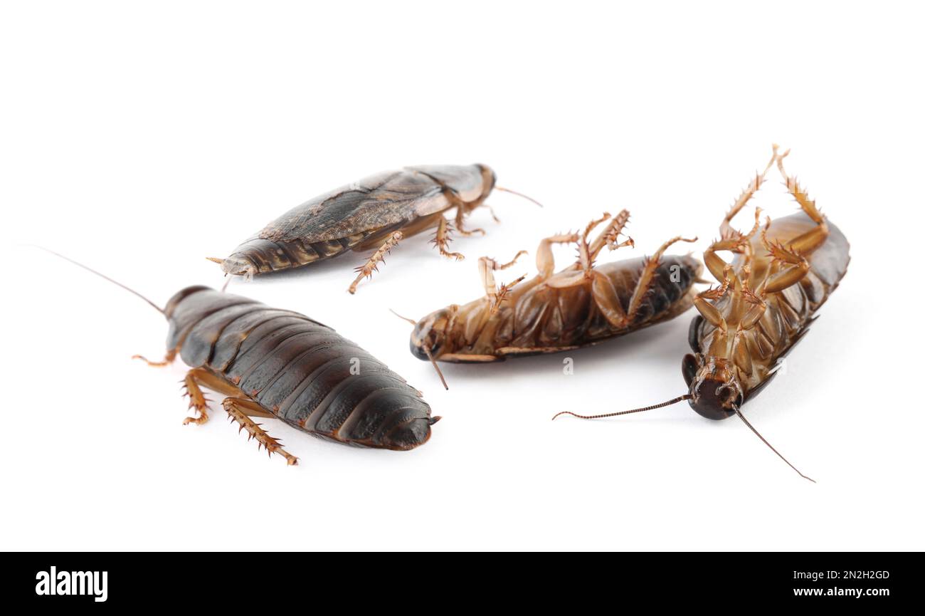 Many cockroaches on white background. Pest control Stock Photo - Alamy