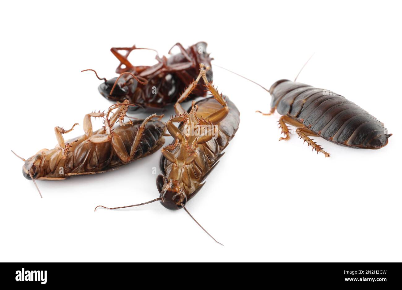 Many cockroaches on white background. Pest control Stock Photo - Alamy