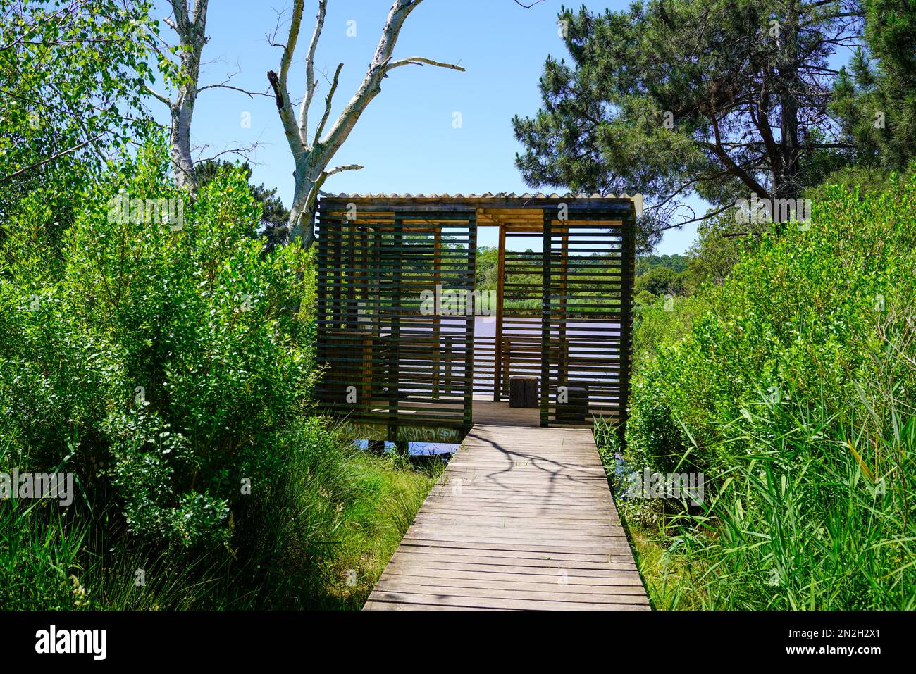 Wooden pathway in the forest with wood nature and bird watching hut in ...