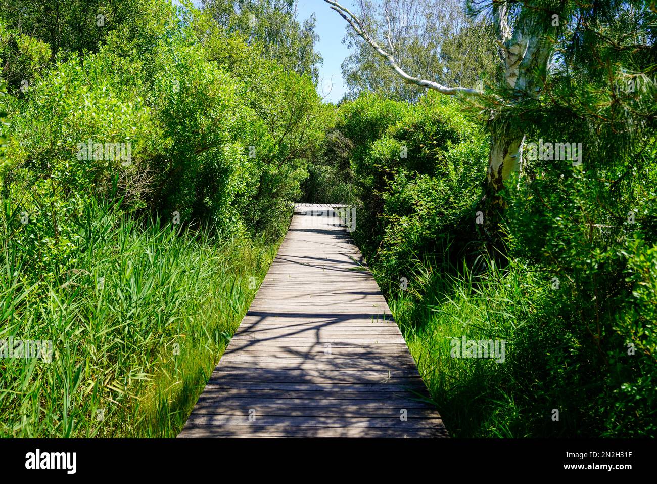 Wooden pathway in wood planks in forest walkway in green park la test ...