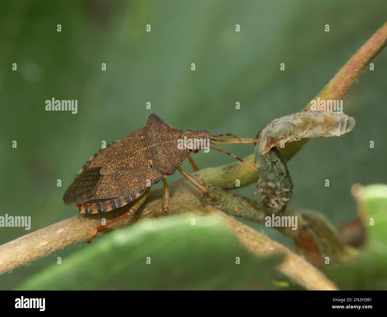Detailed Closeup on the brown Dock leaf bug, Arma custos eating a ...