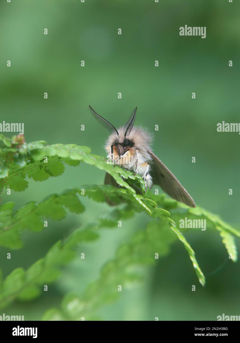 Natural facial close-up image of hairy head and face of Diaphora ...