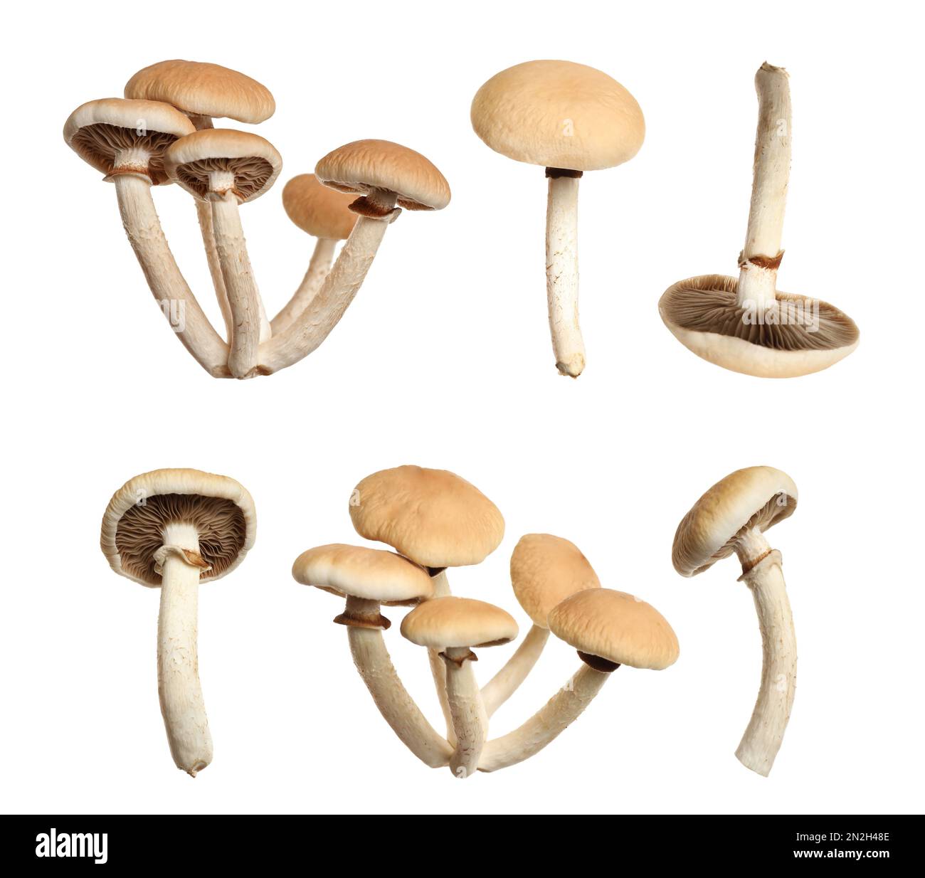 Set of fresh pioppini mushrooms on white background Stock Photo - Alamy