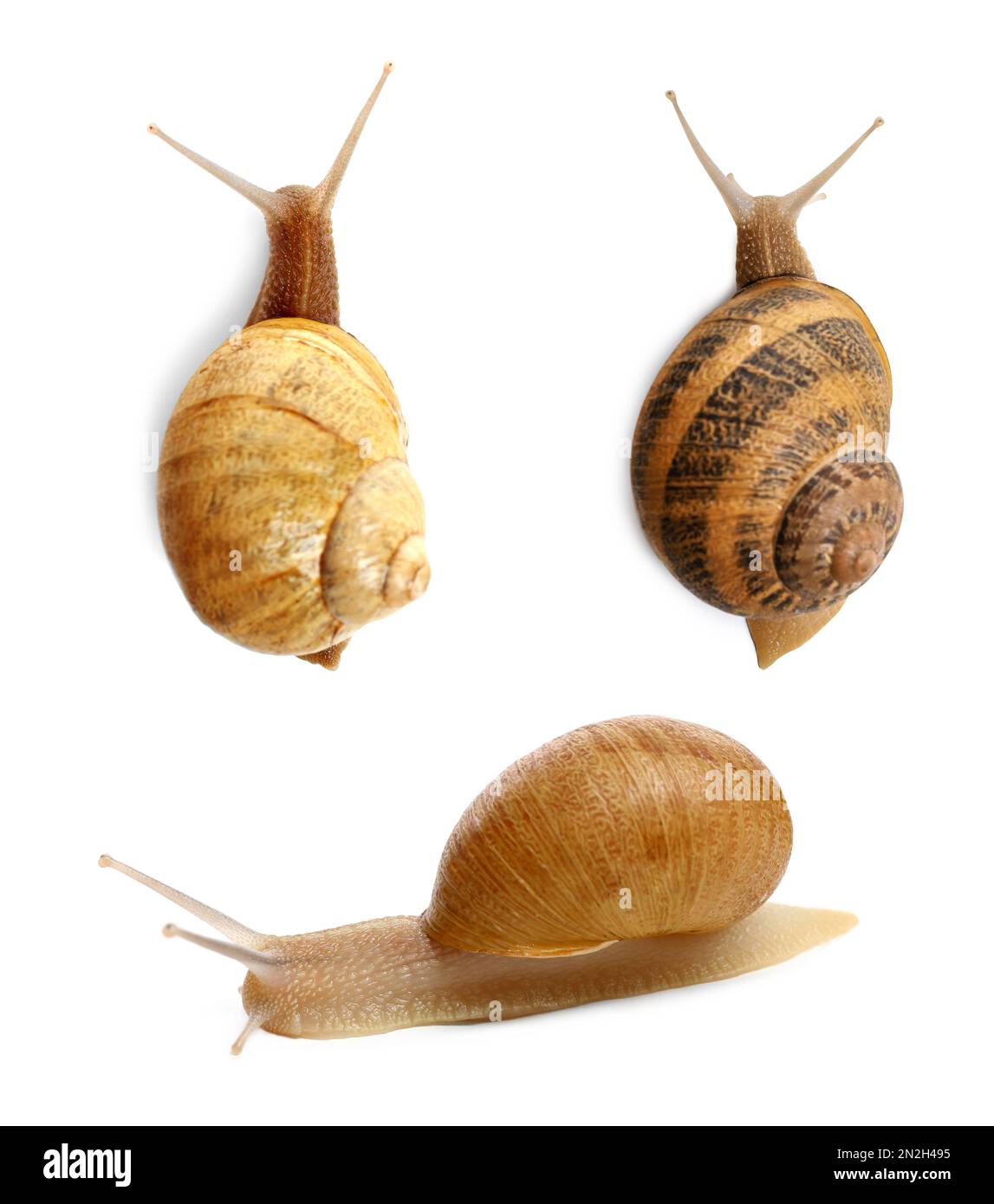 Collection of common garden snails on white background Stock Photo - Alamy