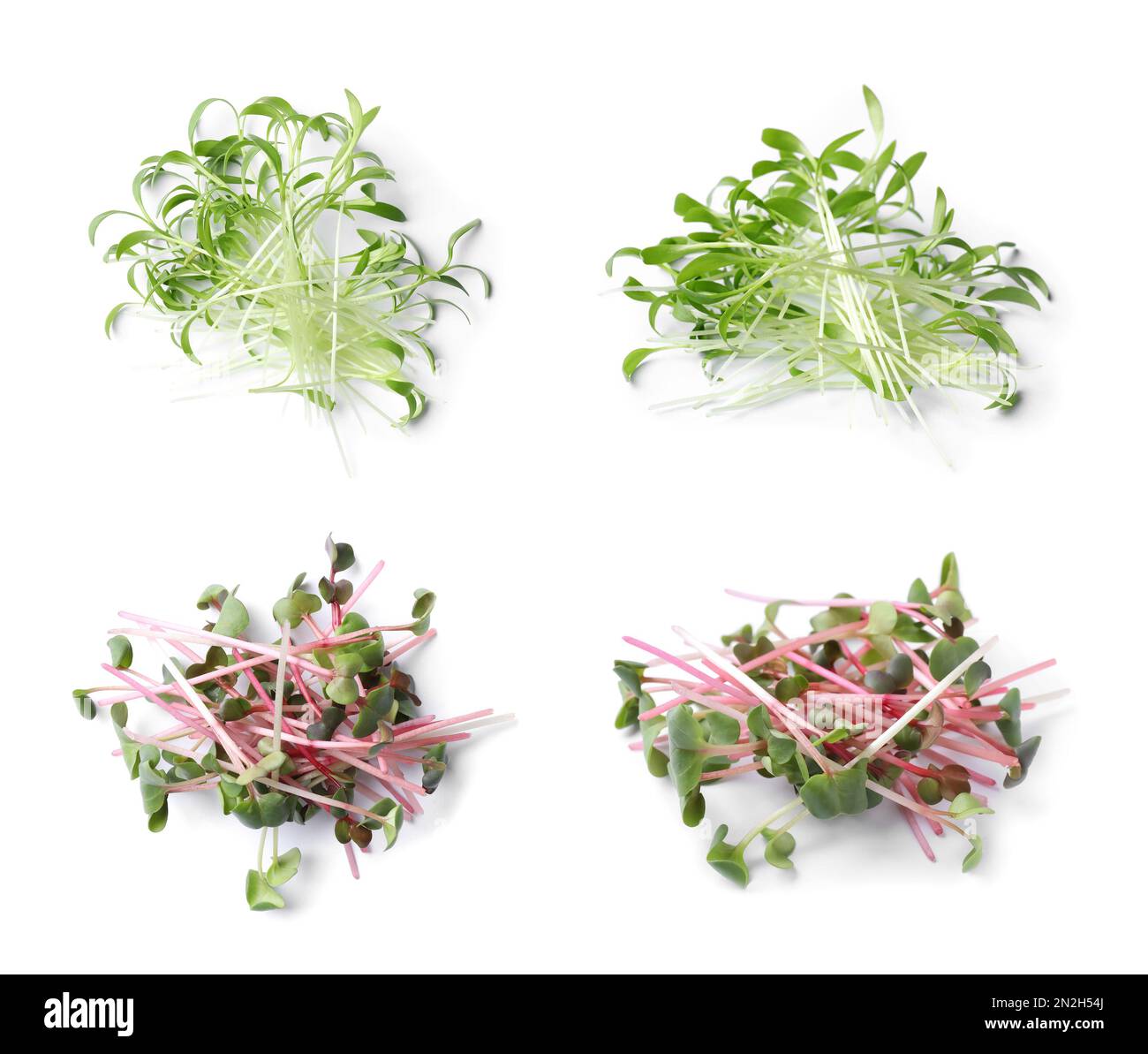 Set of different fresh microgreens on white background Stock Photo - Alamy