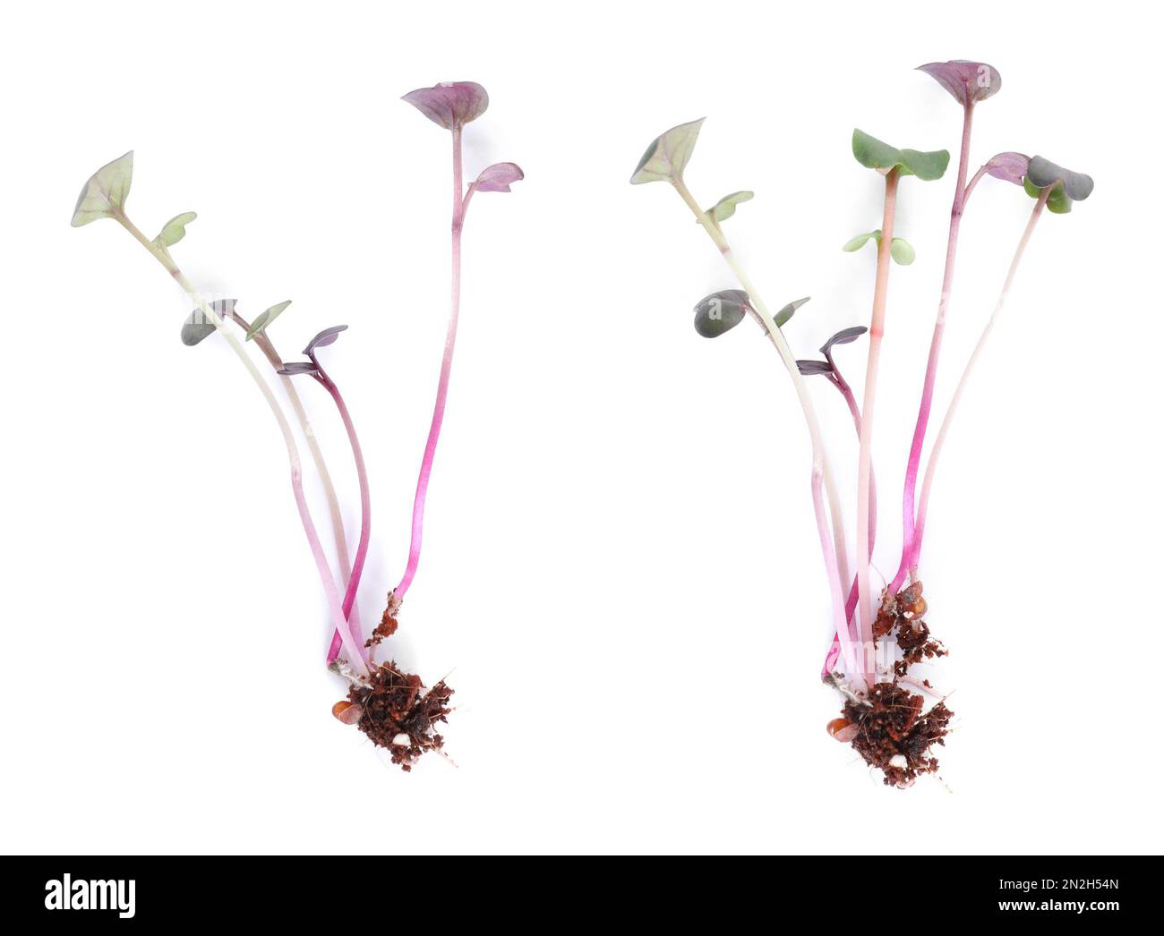 Microgreen organic food growing Cut Out Stock Images & Pictures - Alamy