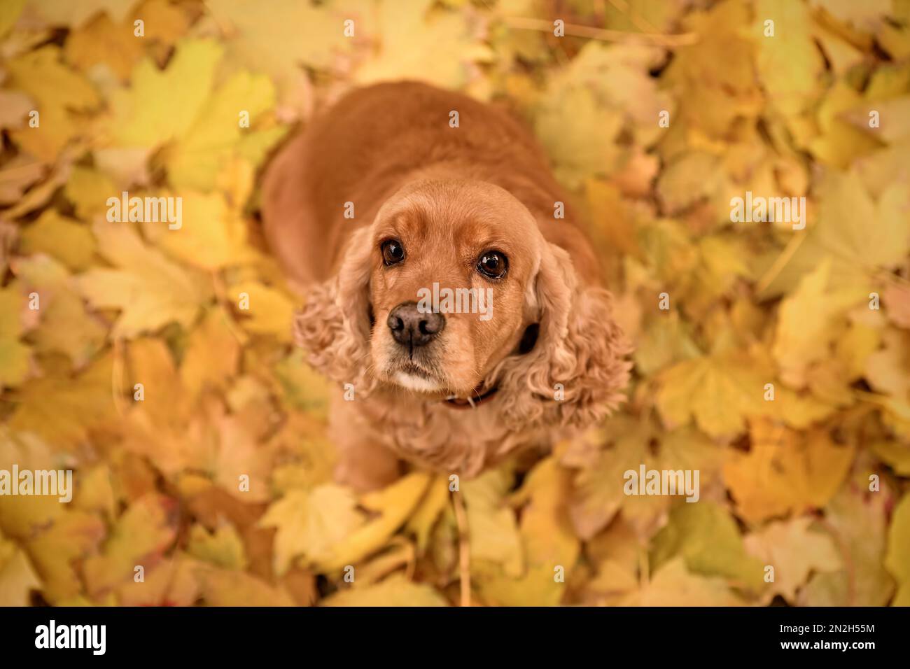 Cute Cocker Spaniel on colorful autumn leaves outdoors, top view Stock ...