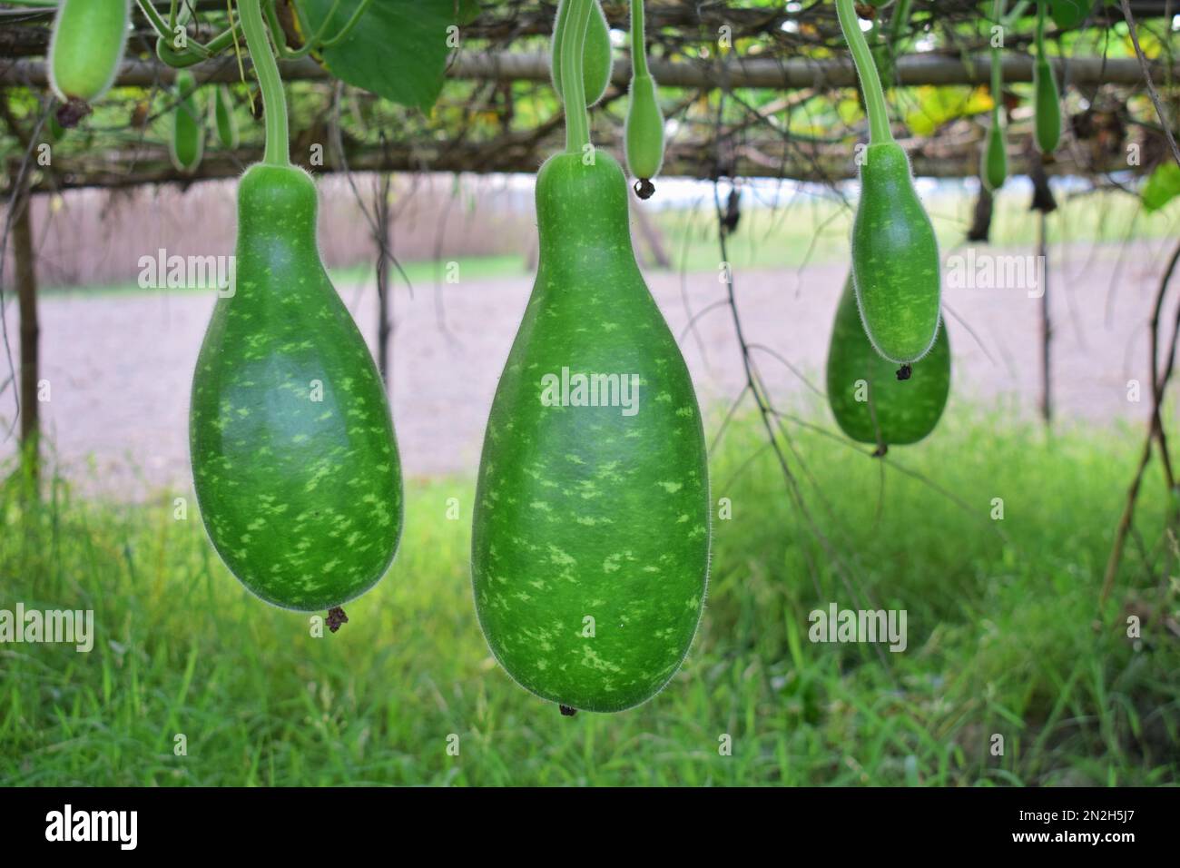 Indian vagetable hi-res stock photography and images - Alamy