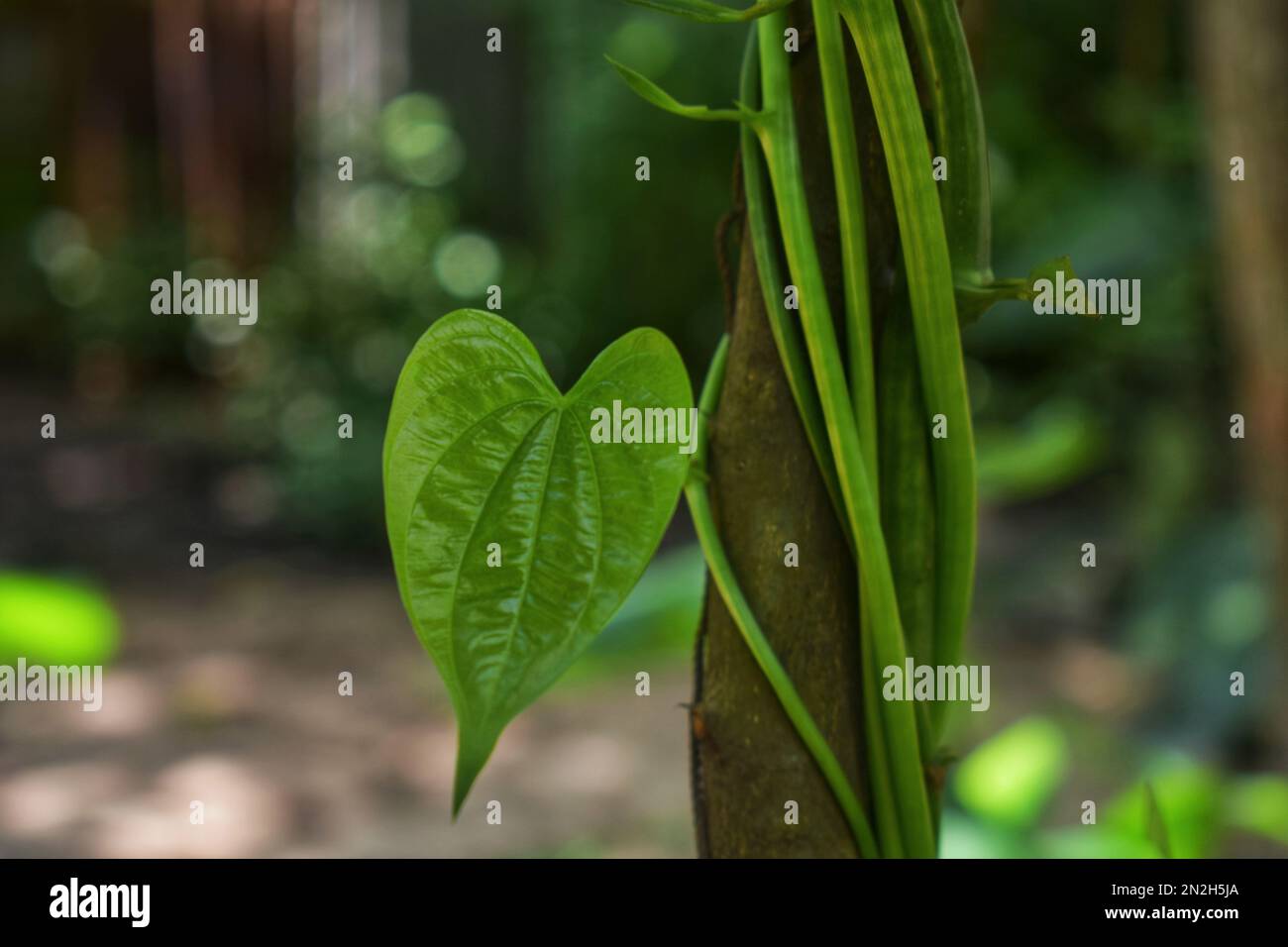 Green leaf,Hanging tree branches with green leaves Stock Photo - Alamy