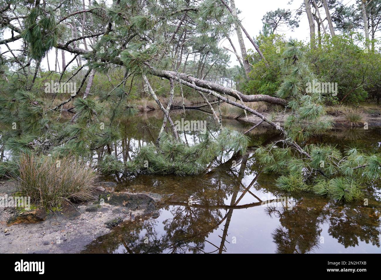 Large tree limb broken off during storm fall in river Stock Photo - Alamy