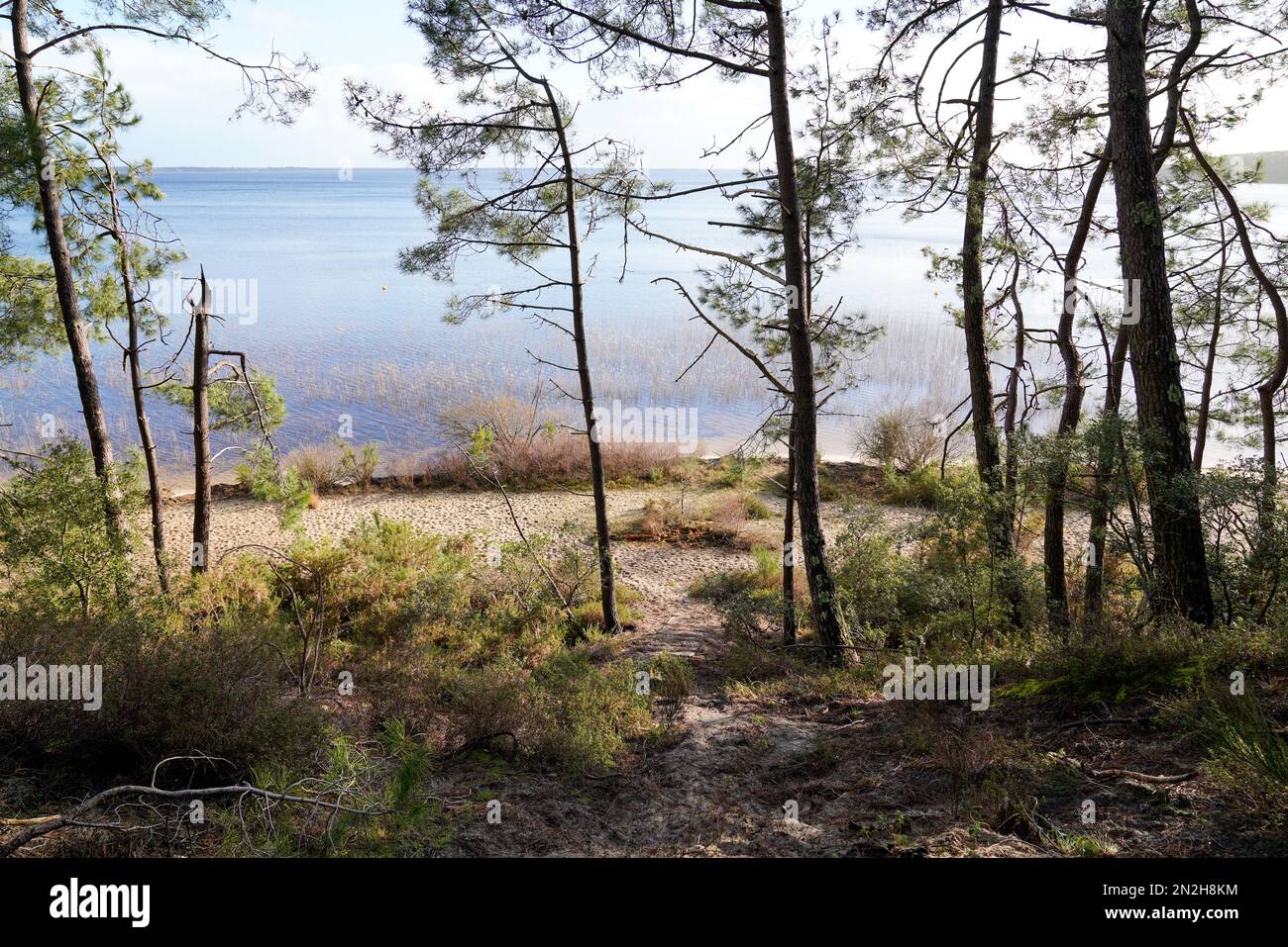 wild access Biscarrosse lake sand beach in sanguinet Aquitaine in ...