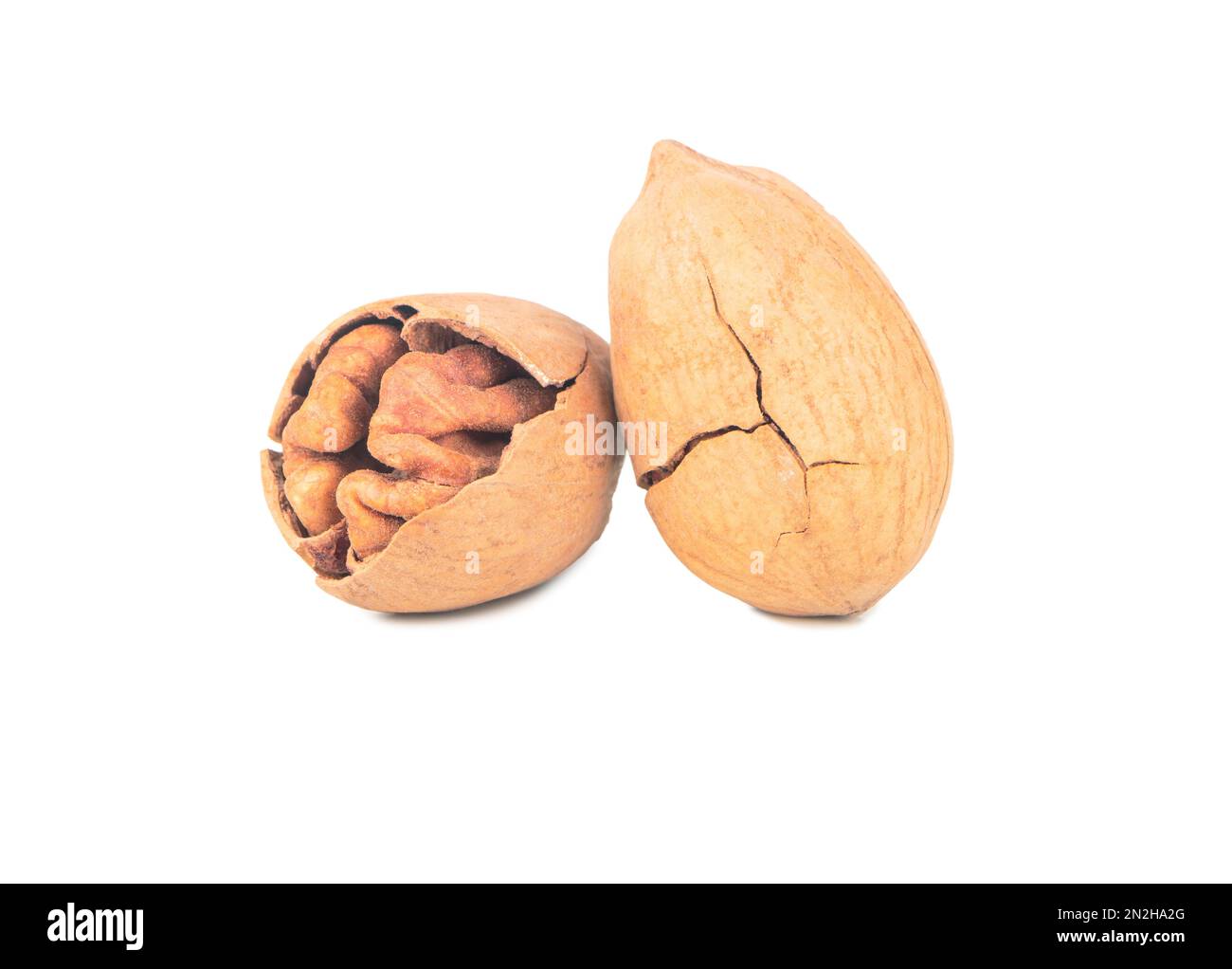 Two shelled pecans isolated on white background Stock Photo - Alamy