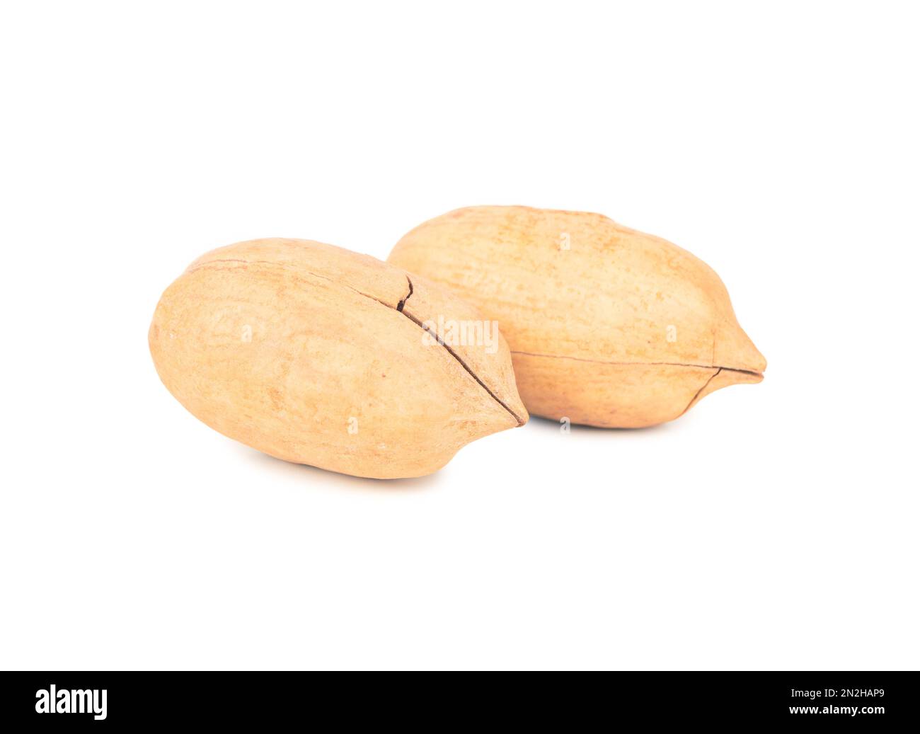 Two fresh pecans in shell on white background Stock Photo - Alamy