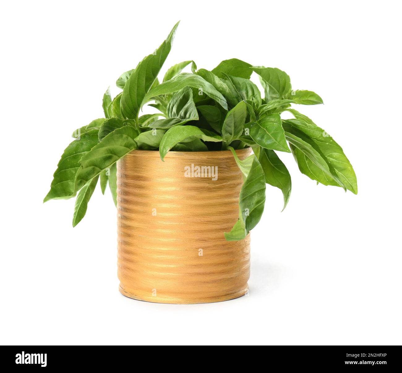 Lush green basil in tin can isolated on white Stock Photo - Alamy