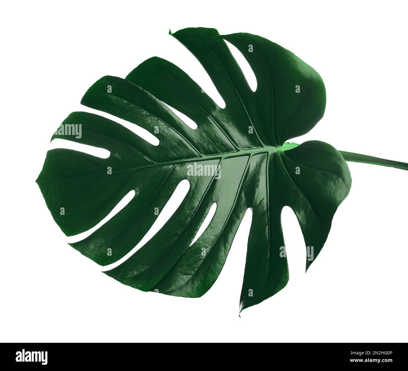Beautiful tropical monstera leaf Cut Out Stock Images & Pictures - Alamy