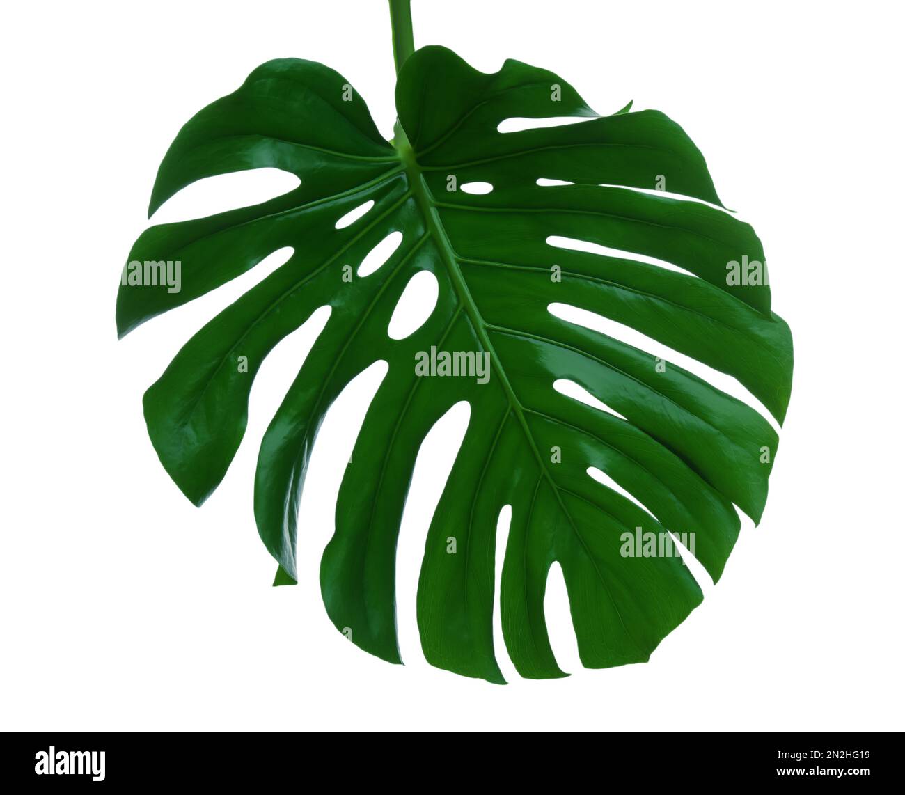 Beautiful monstera leaf isolated on white. Tropical plant Stock Photo ...