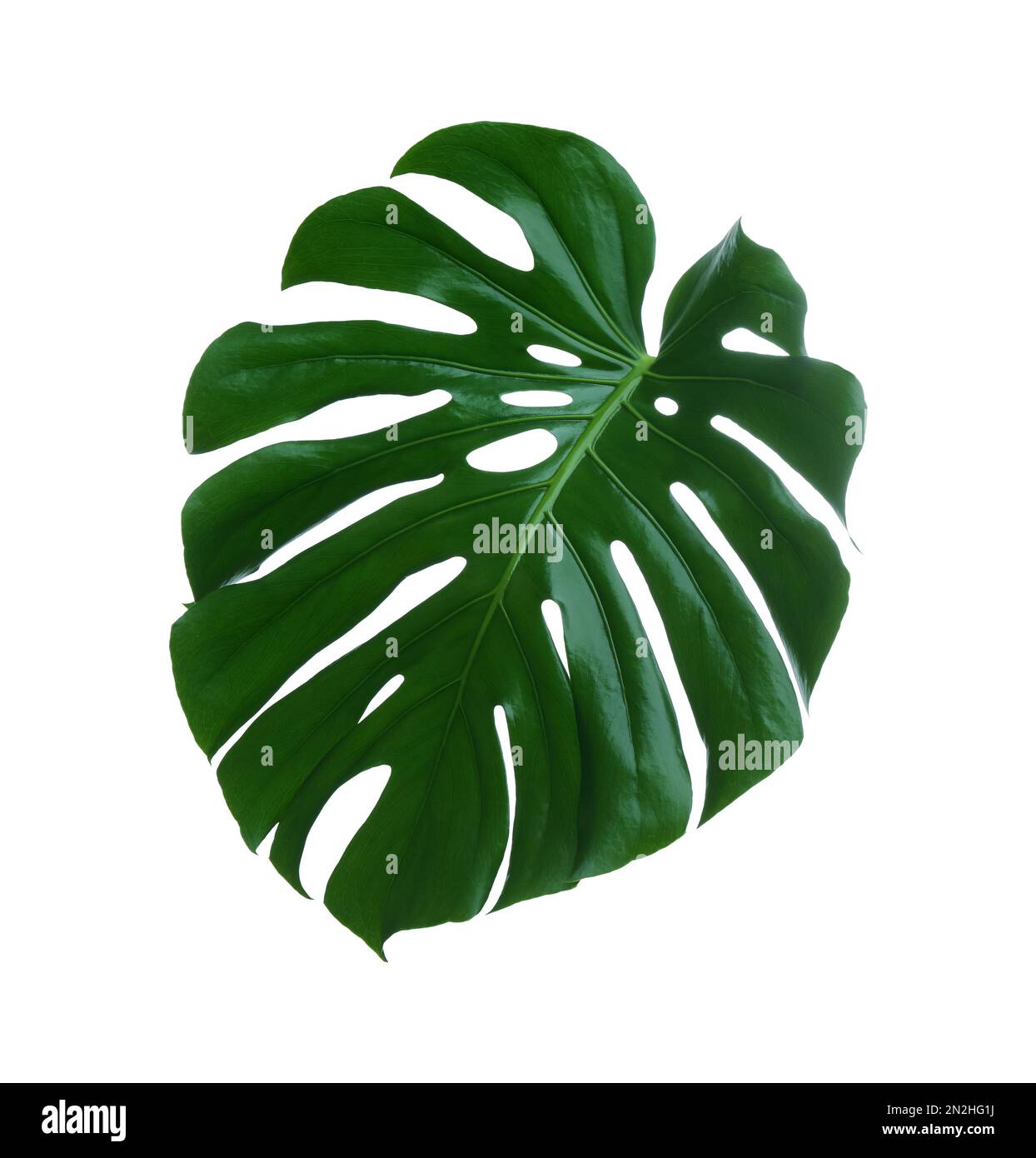 Beautiful monstera leaf isolated on white. Tropical plant Stock Photo ...
