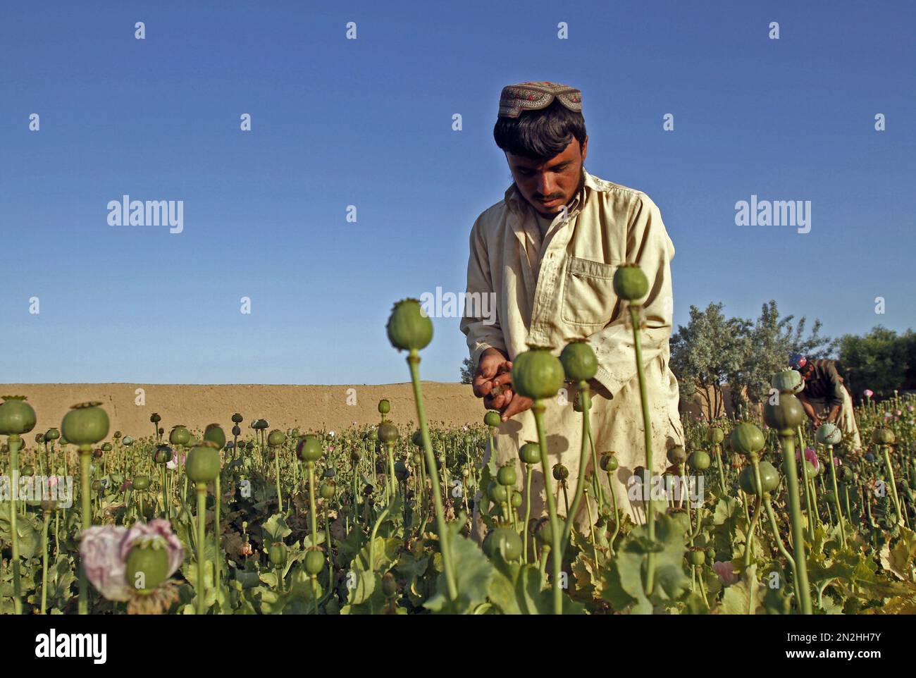 Farmers Opium