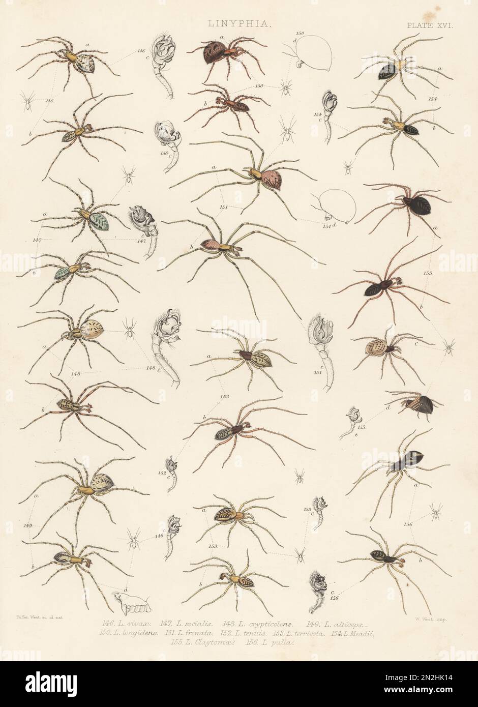 Kaestneria dorsalis hi-res stock photography and images - Alamy