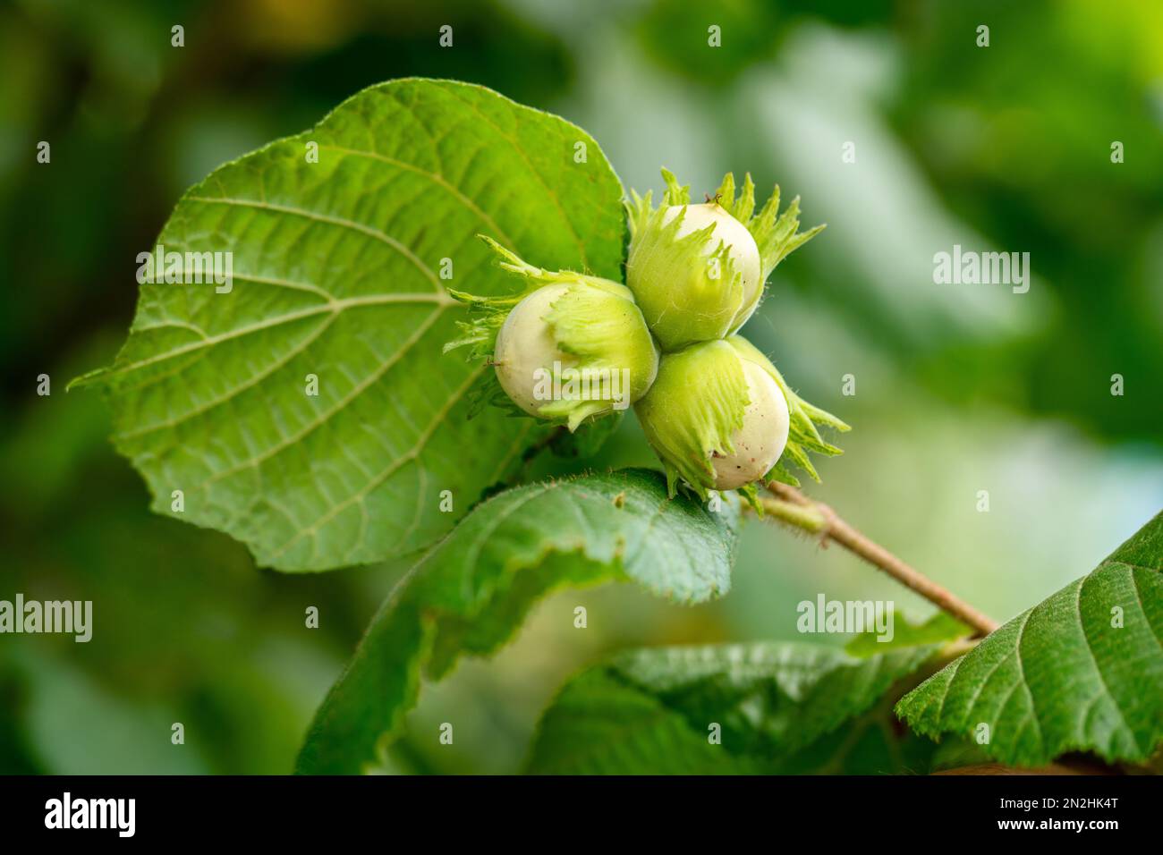 Three young hazelnuts with leaves on a tree in a summer garden Stock ...