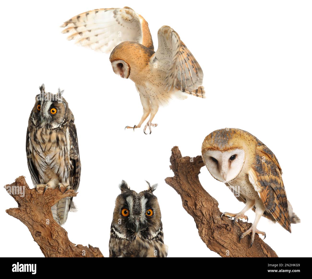 Collage with photos of beautiful eagle and barn owls on white ...