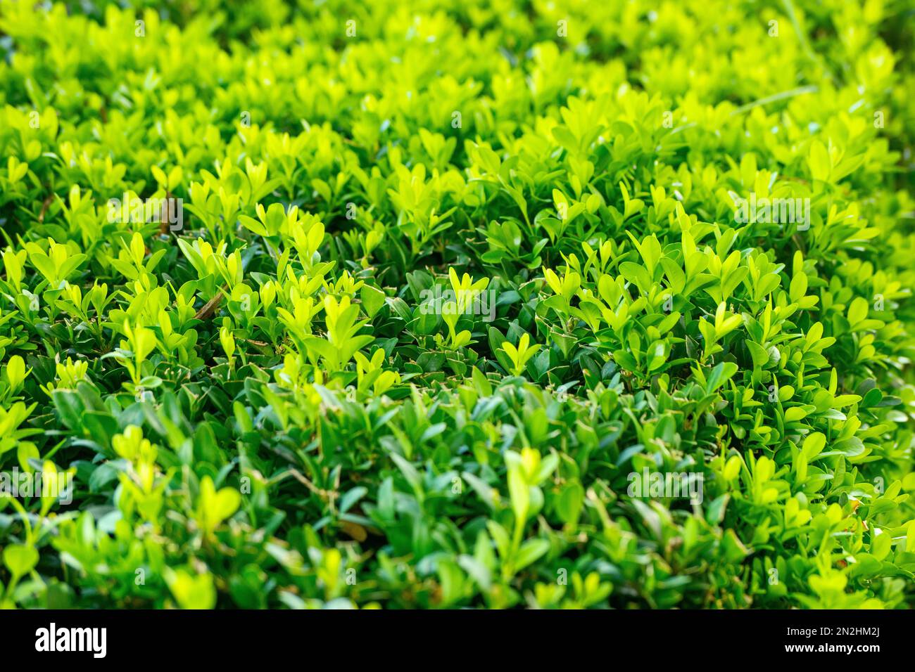 Green boxwood bush close-up in the summer sun. Leaves background Stock ...